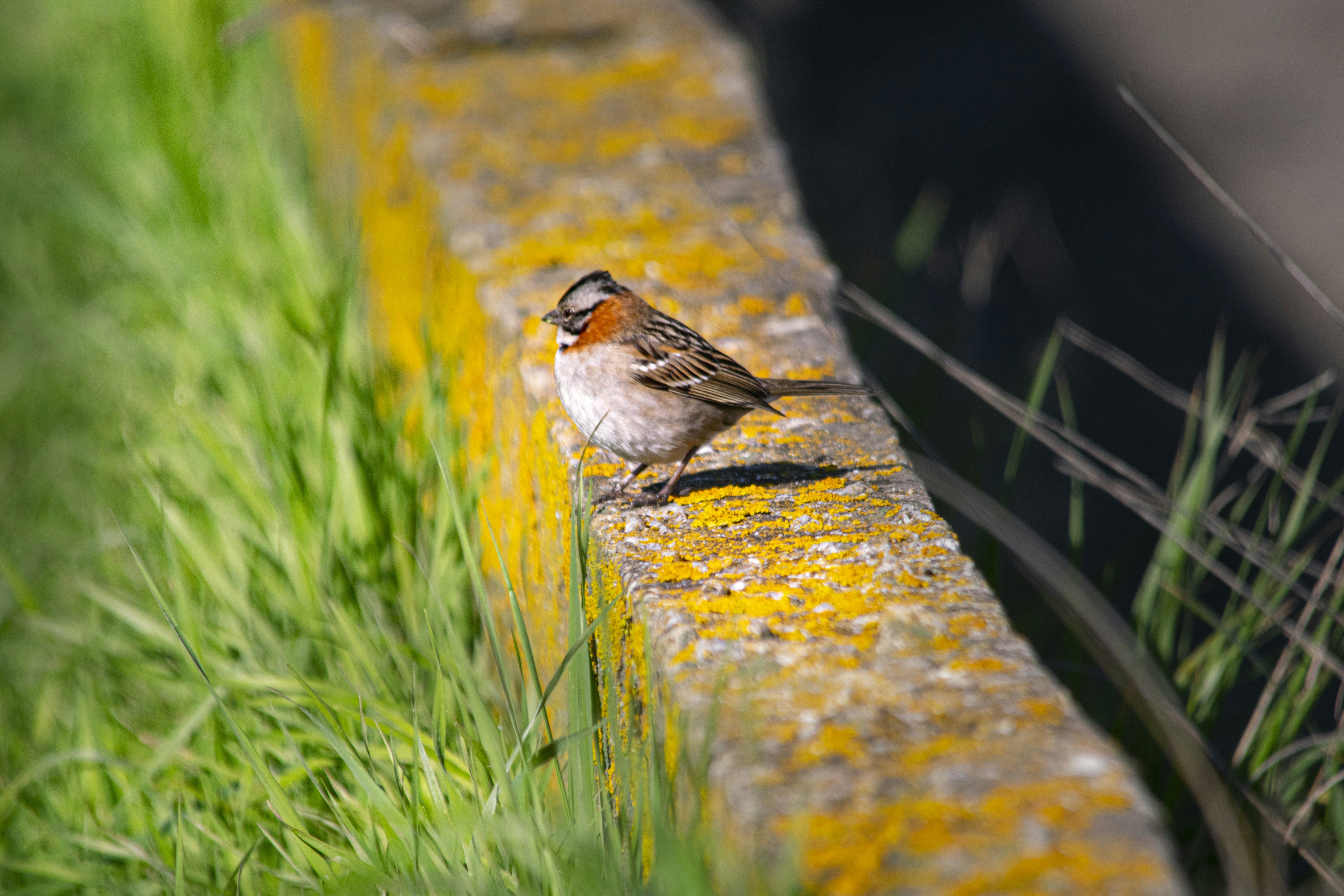 Little Robin on a Licheny Wall