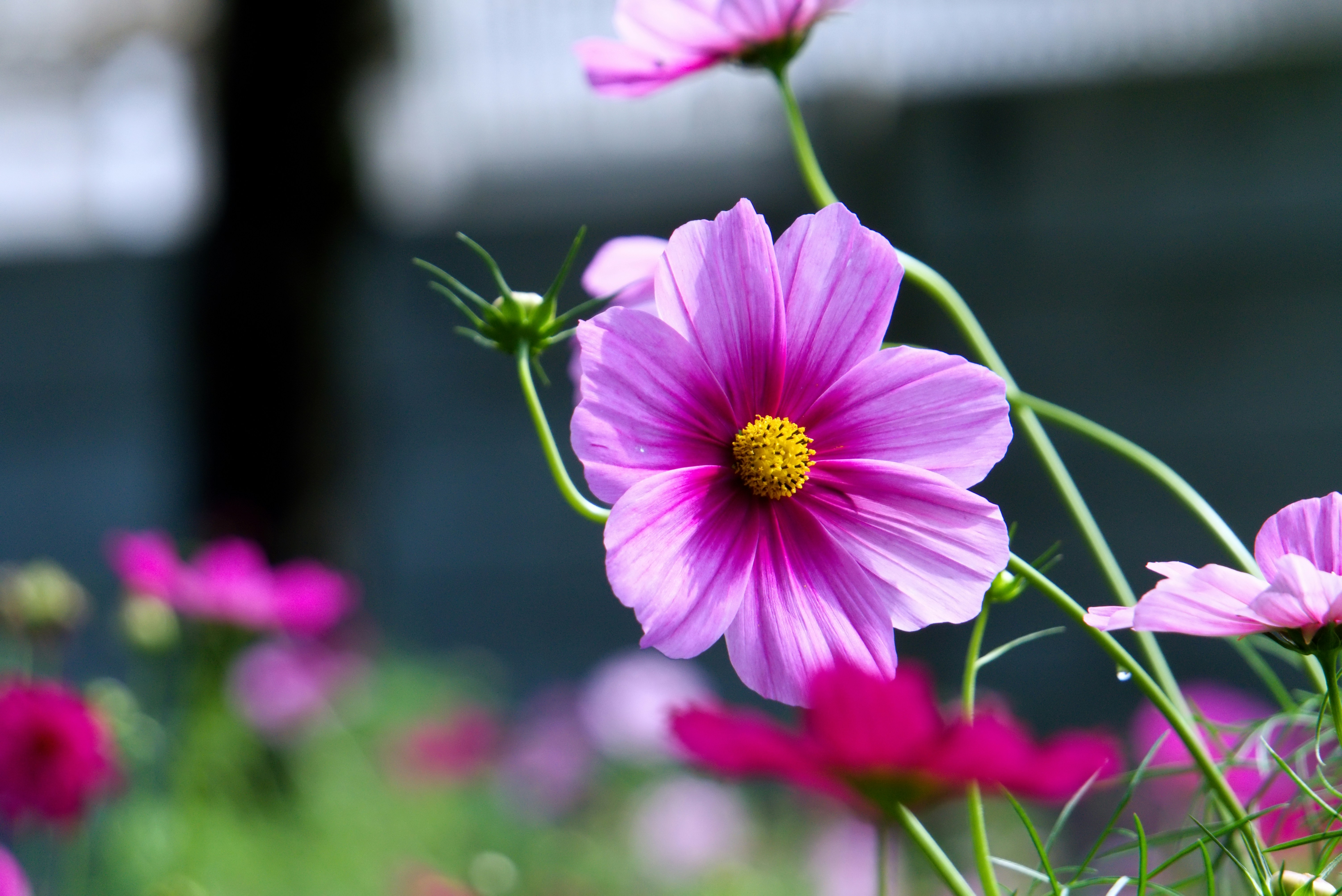 cosmos purple flowers in the garden, focus on flower