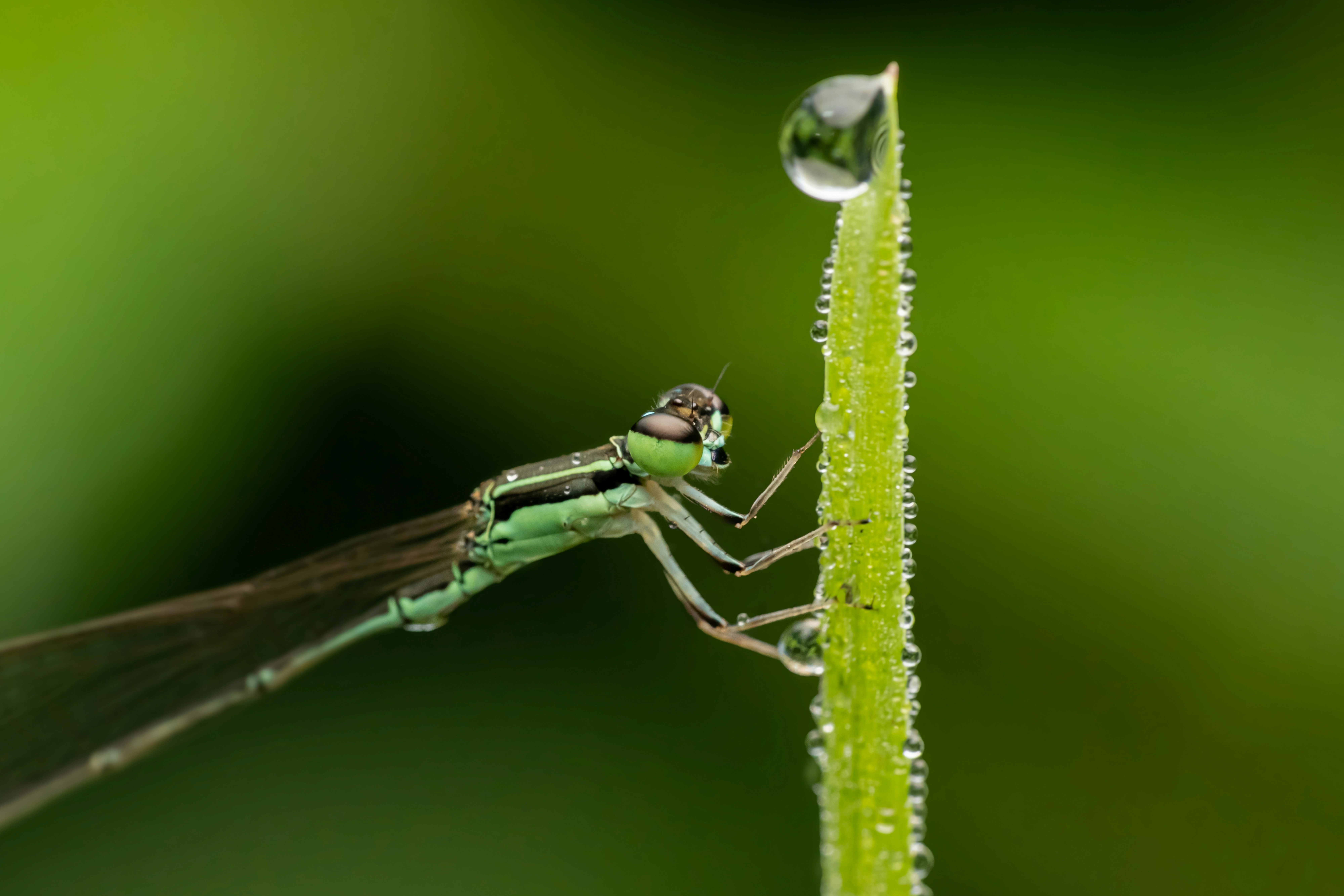 Dewlit Sentinel: Macro Portrait of a Green Damselfly on a Dew-Crowned Blade