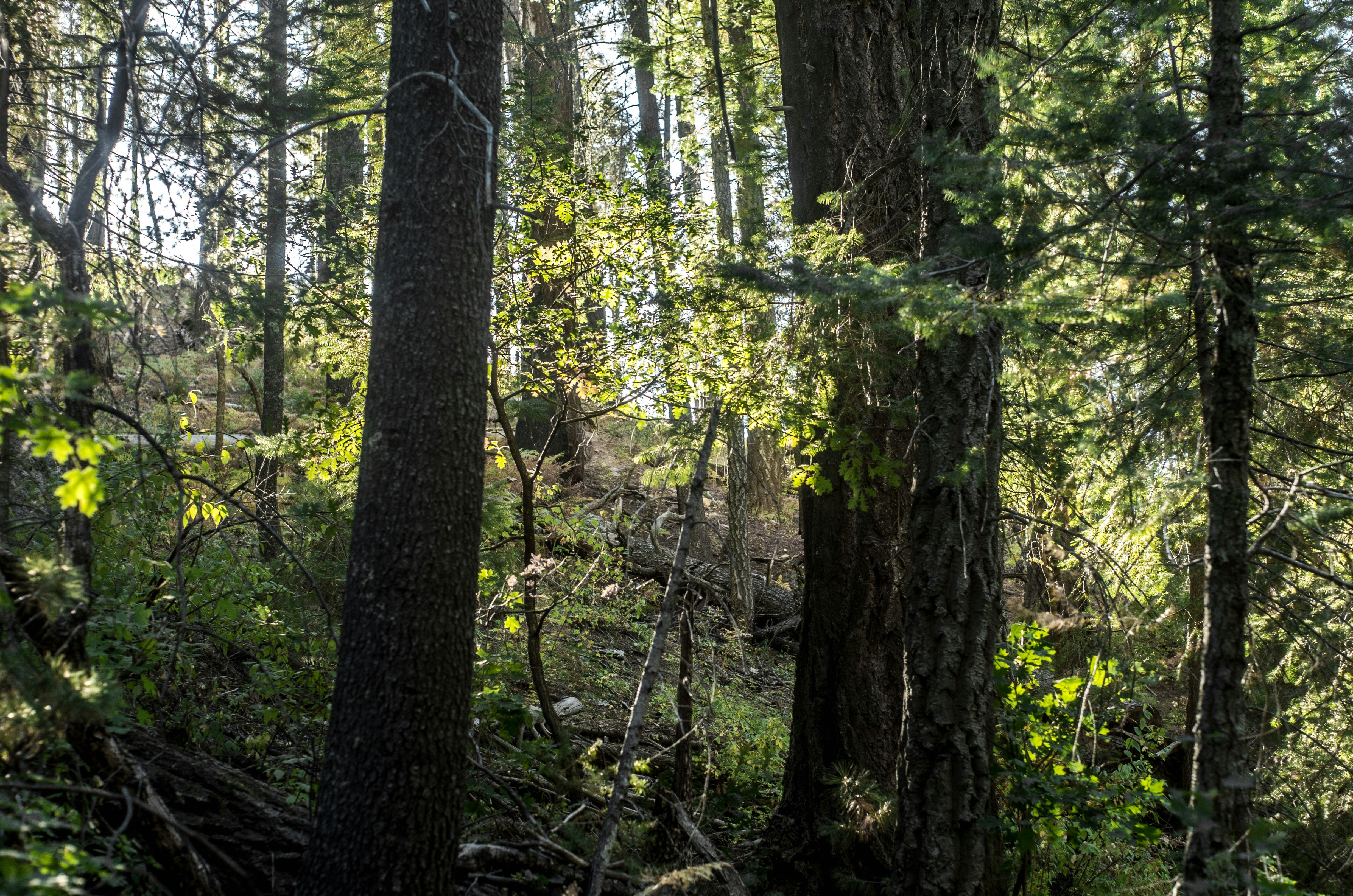 A forest filled with lots of tall trees photo – Free Mount lemmon Image ...