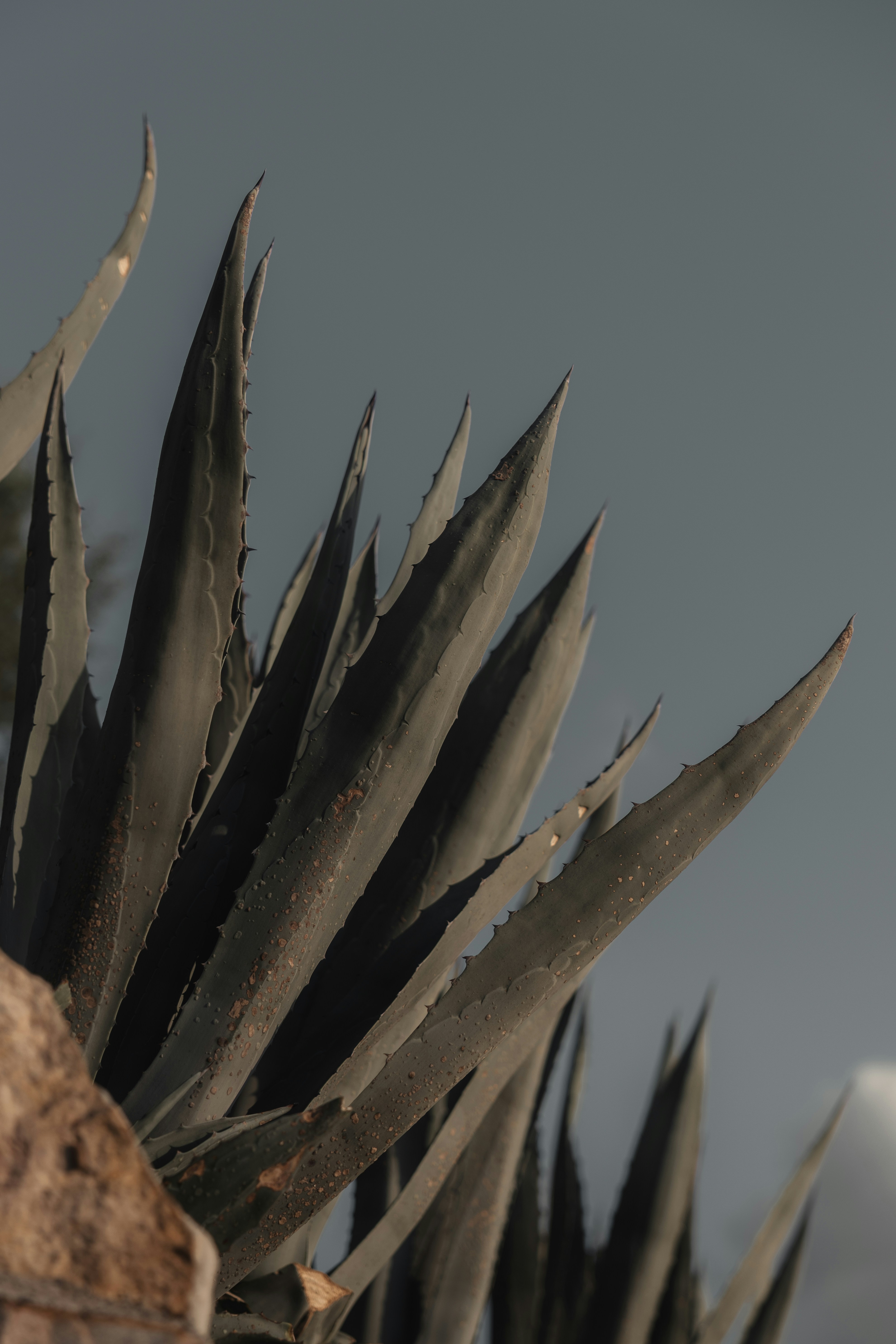 Dagger-Leaf Crown Against a Dusky Desert Sky