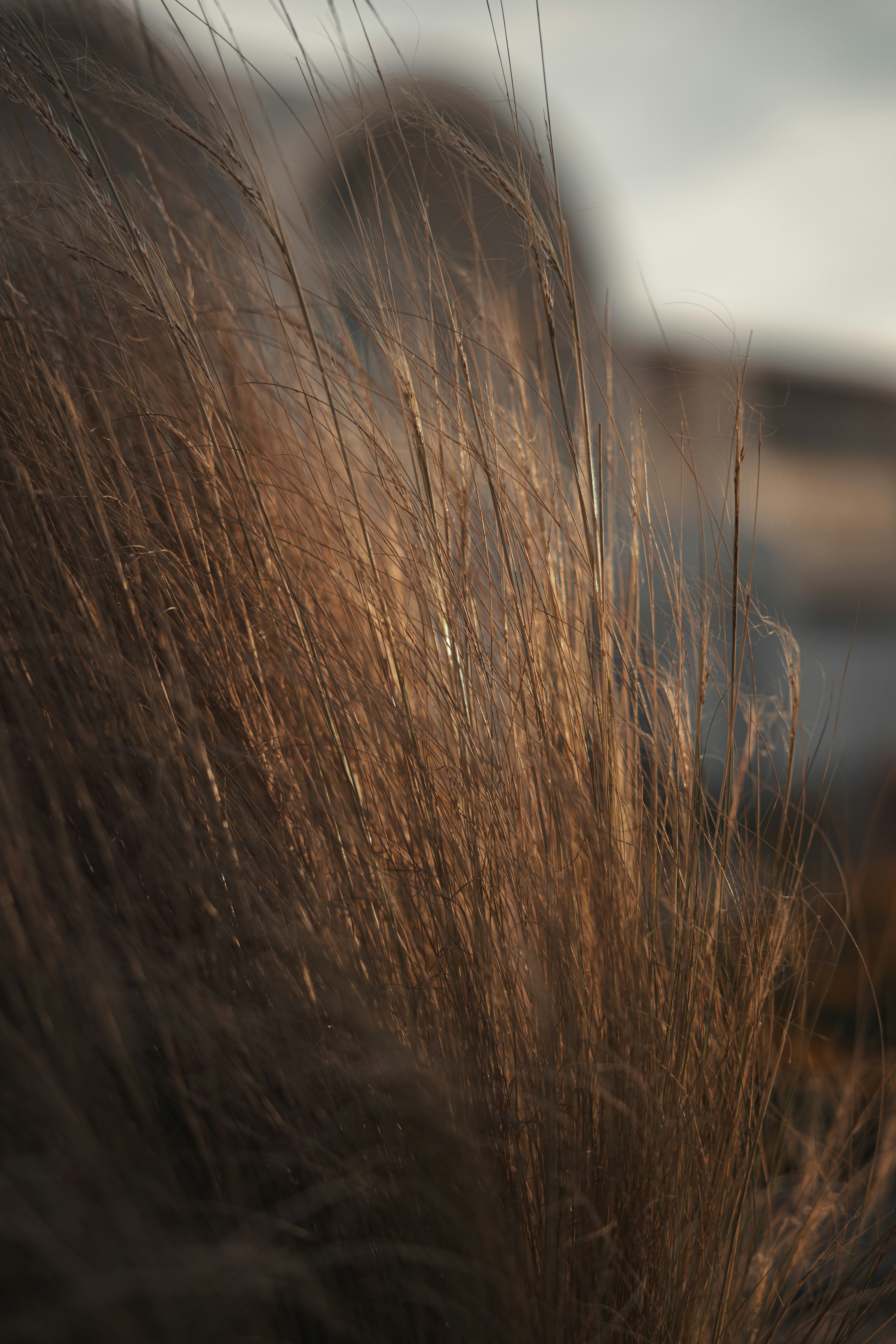 Strands of Light: Backlit Hair at Close Range