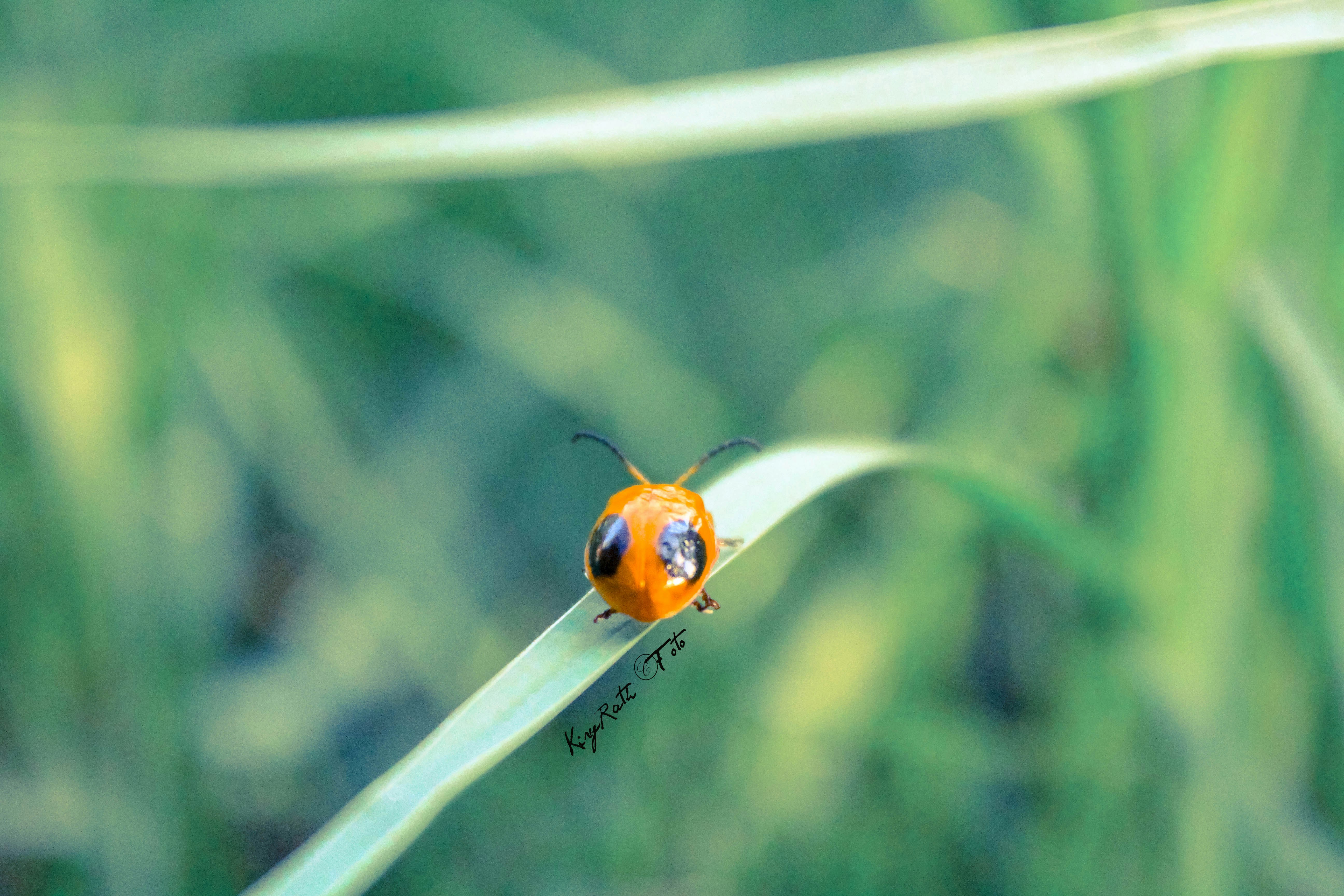 The ladybug in Cambodia, commonly known as "Sat Bangkeab Bai" (សត្វបង្កាប់បៃ), is a small, brightly colored beetle often recognized by its round shape and distinctive red or orange body with black spots. Like in other parts of the world, ladybugs in Cambodia play an important ecological role, primarily as natural predators of aphids and other small pests that damage crops. Ladybugs are seen as beneficial insects, especially for farmers, because they help reduce the need for chemical pesticides by naturally controlling pest populations. They can be found in various habitats, including gardens,