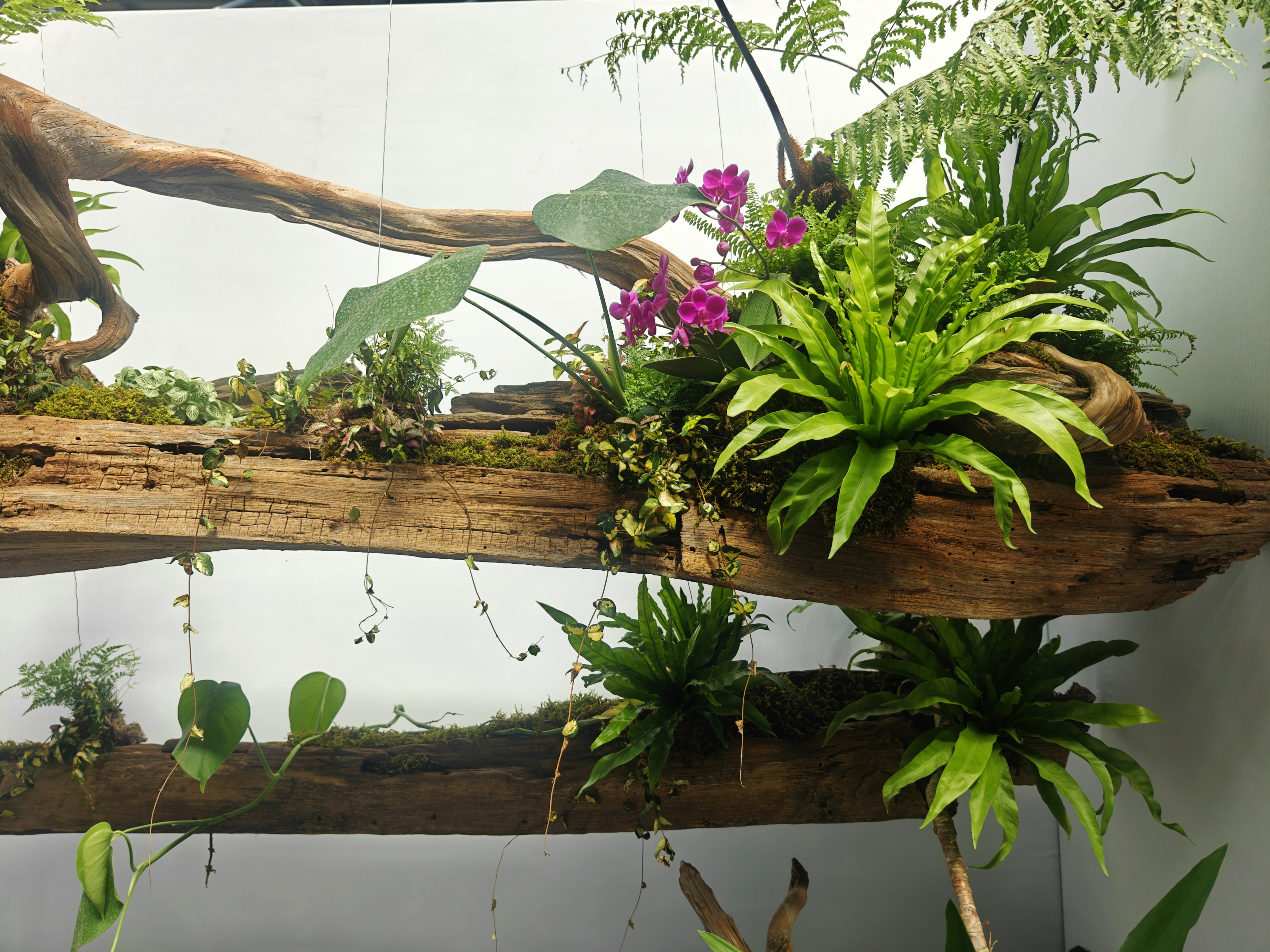 Lively tropical plants and ferns perched on a weathered wooden beam, forming a vertical micro-garden against a pale wall.
