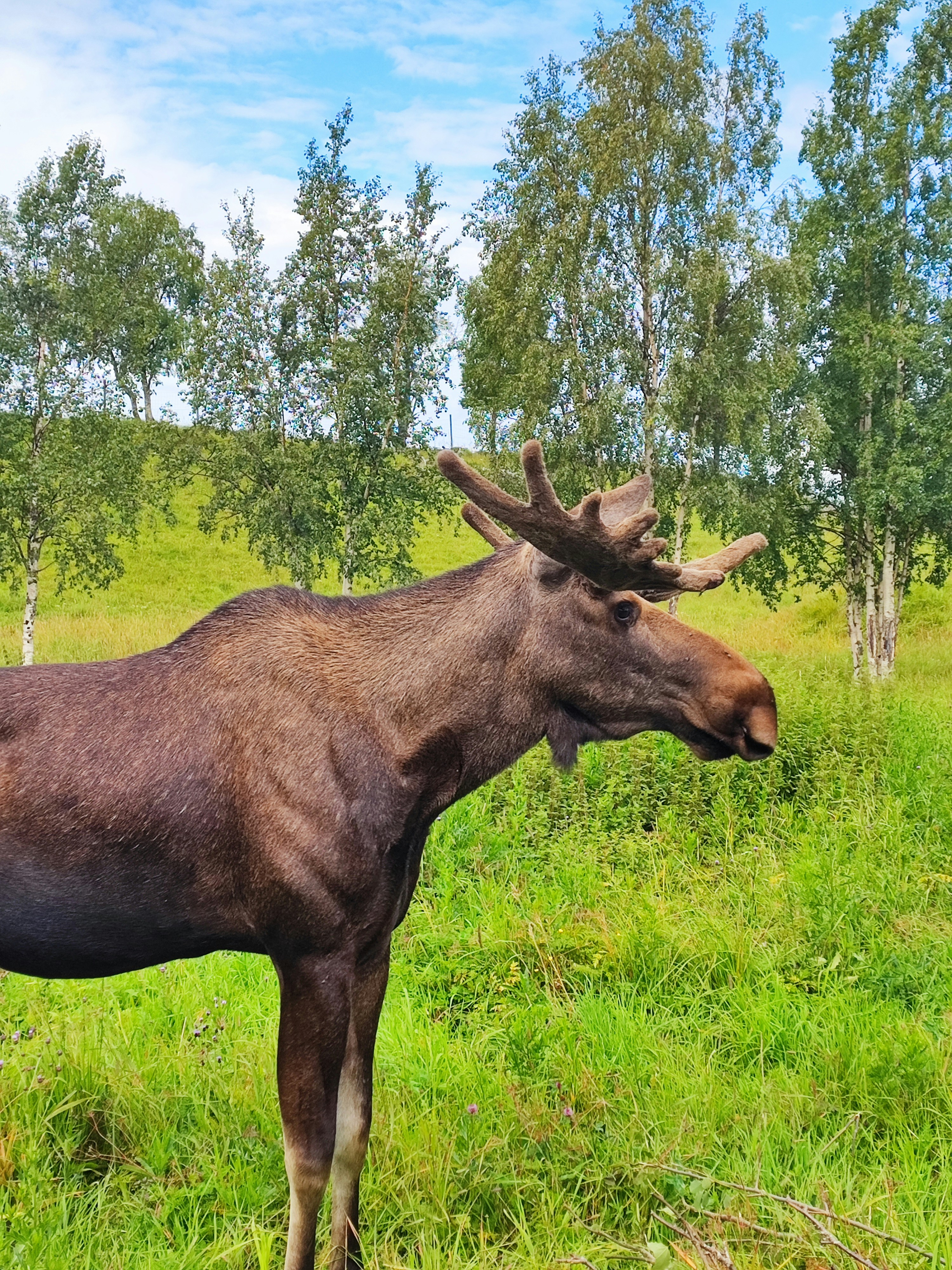 Side-view Moose in Emerald Meadow