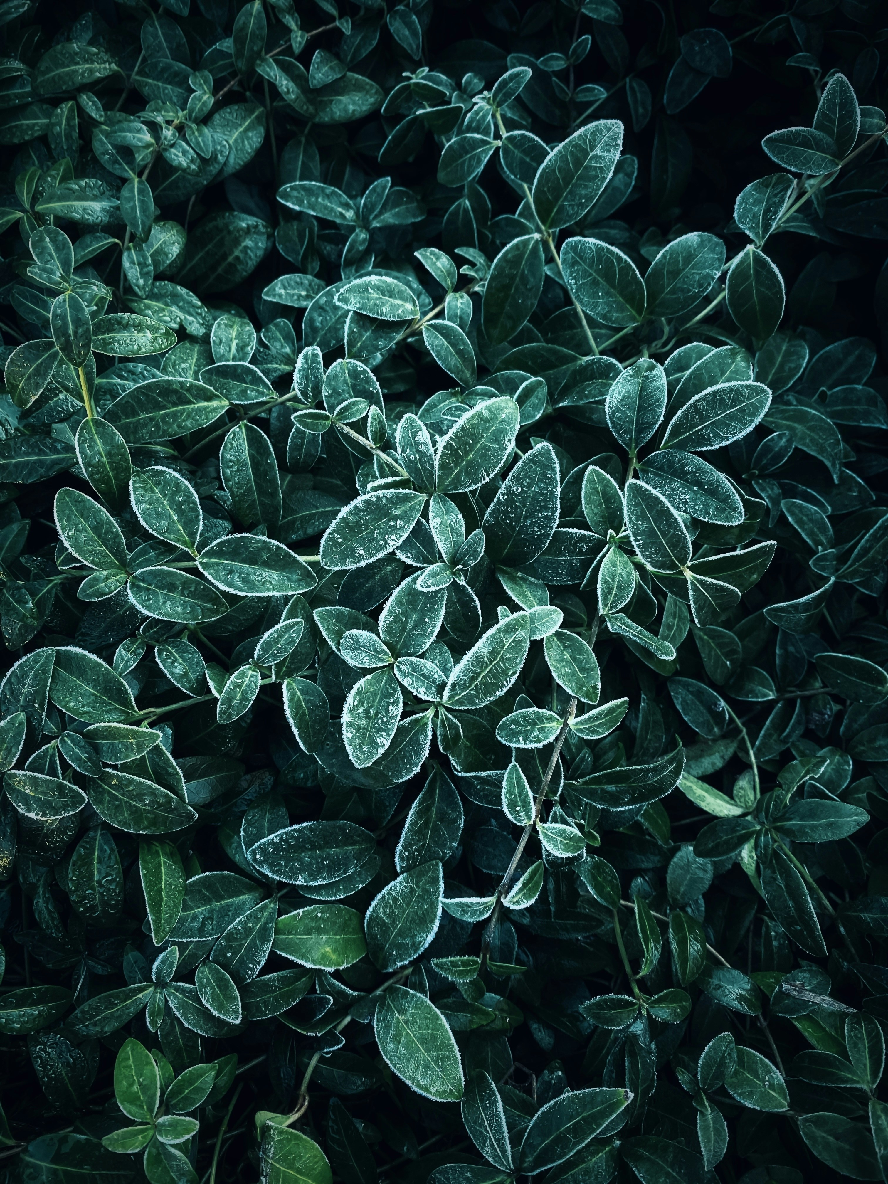 Whispering Frost on a Sea of Green Leaves