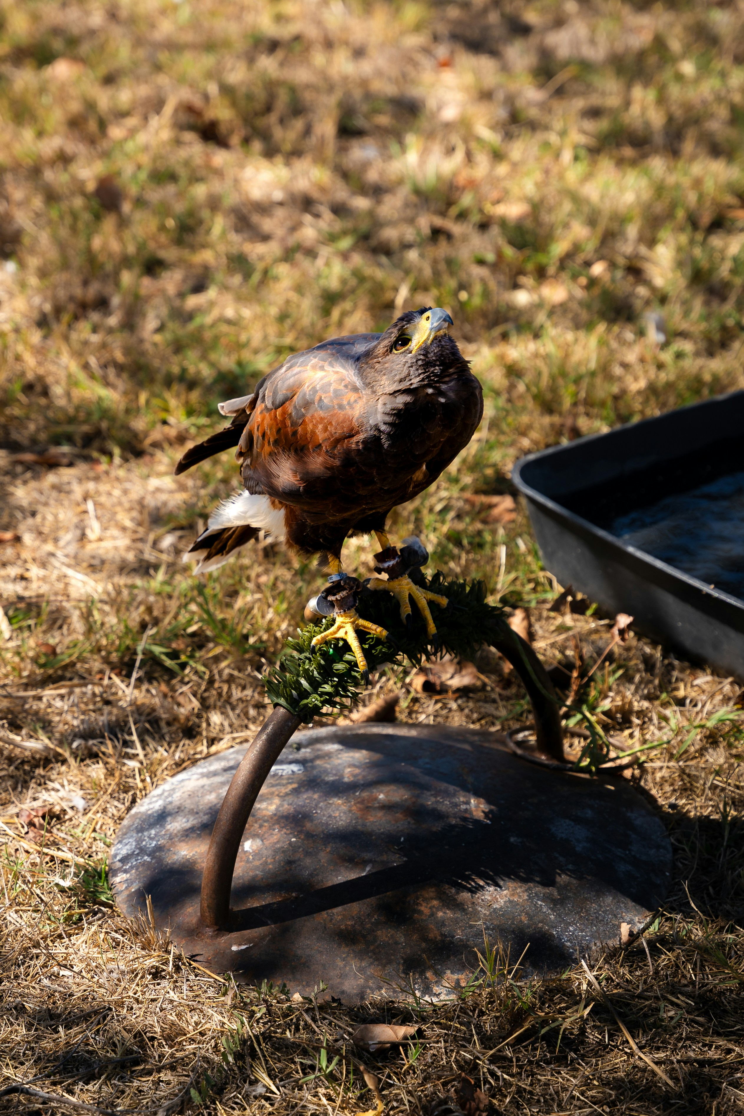 Sunlit Hawk on a Curved Garden Stake: A Quiet Yard Perch
