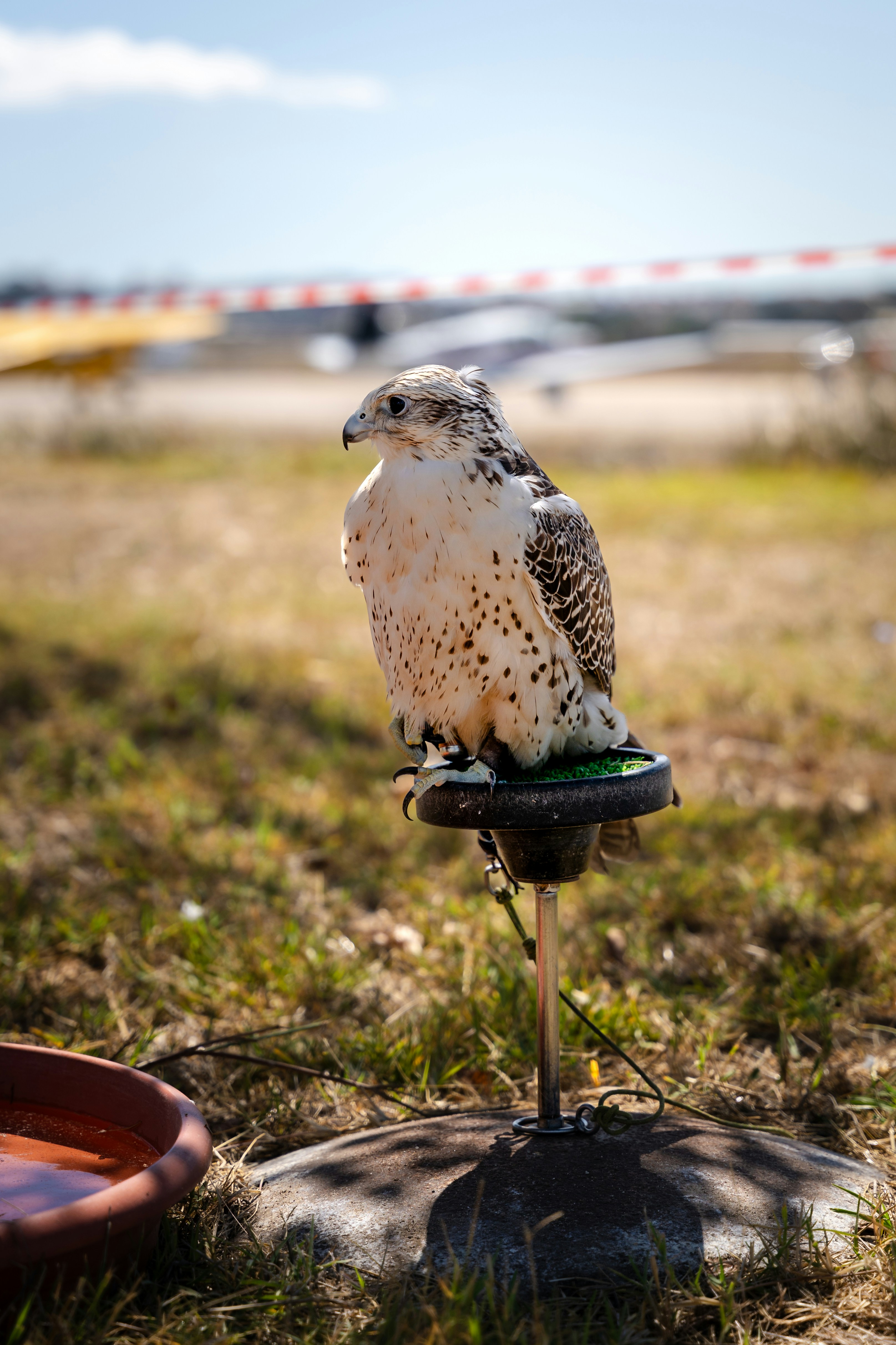 A white and black bird sitting on top of a table