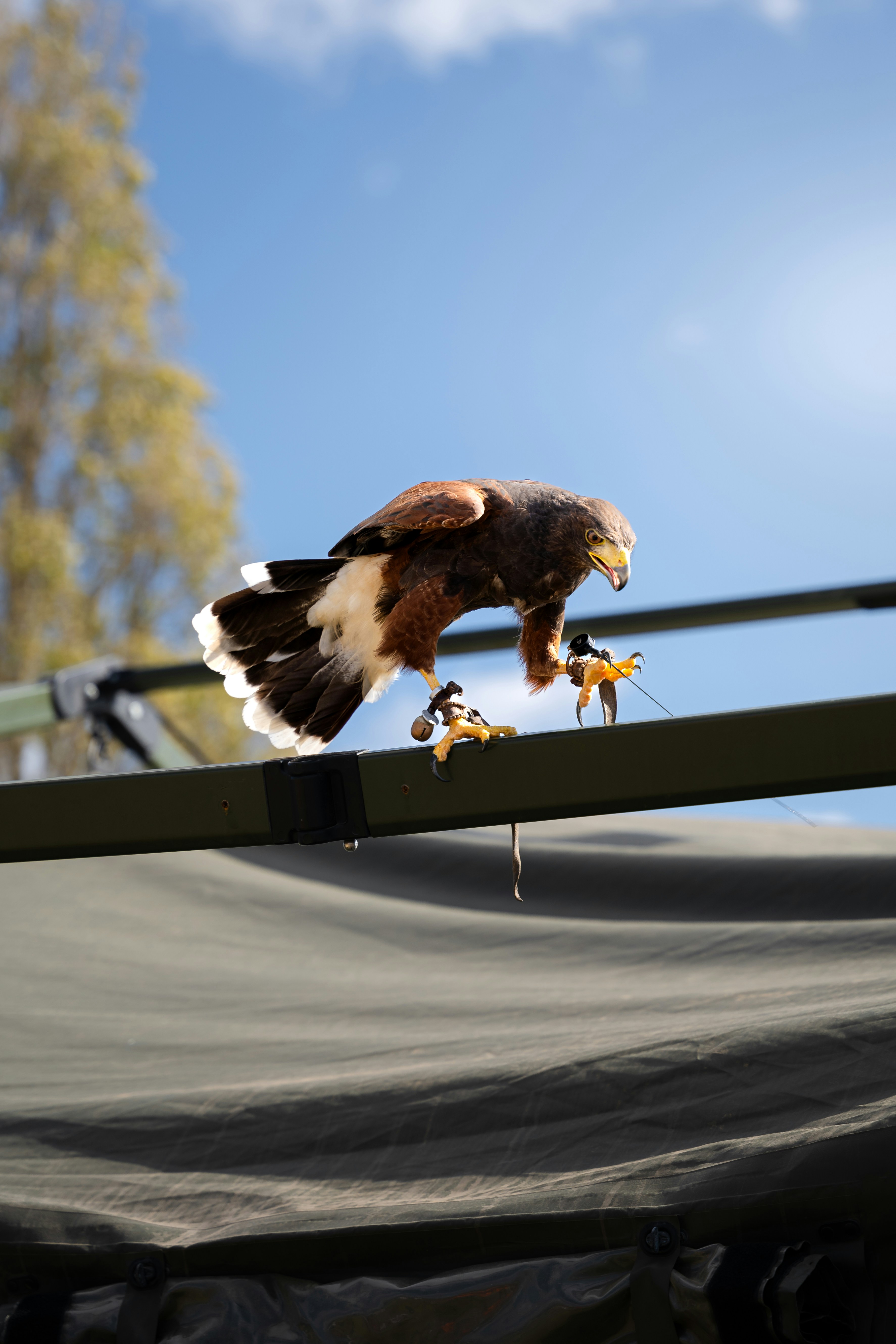 Red-tailed Hawk at the Rooftop Rail: Talons Grip the Metal