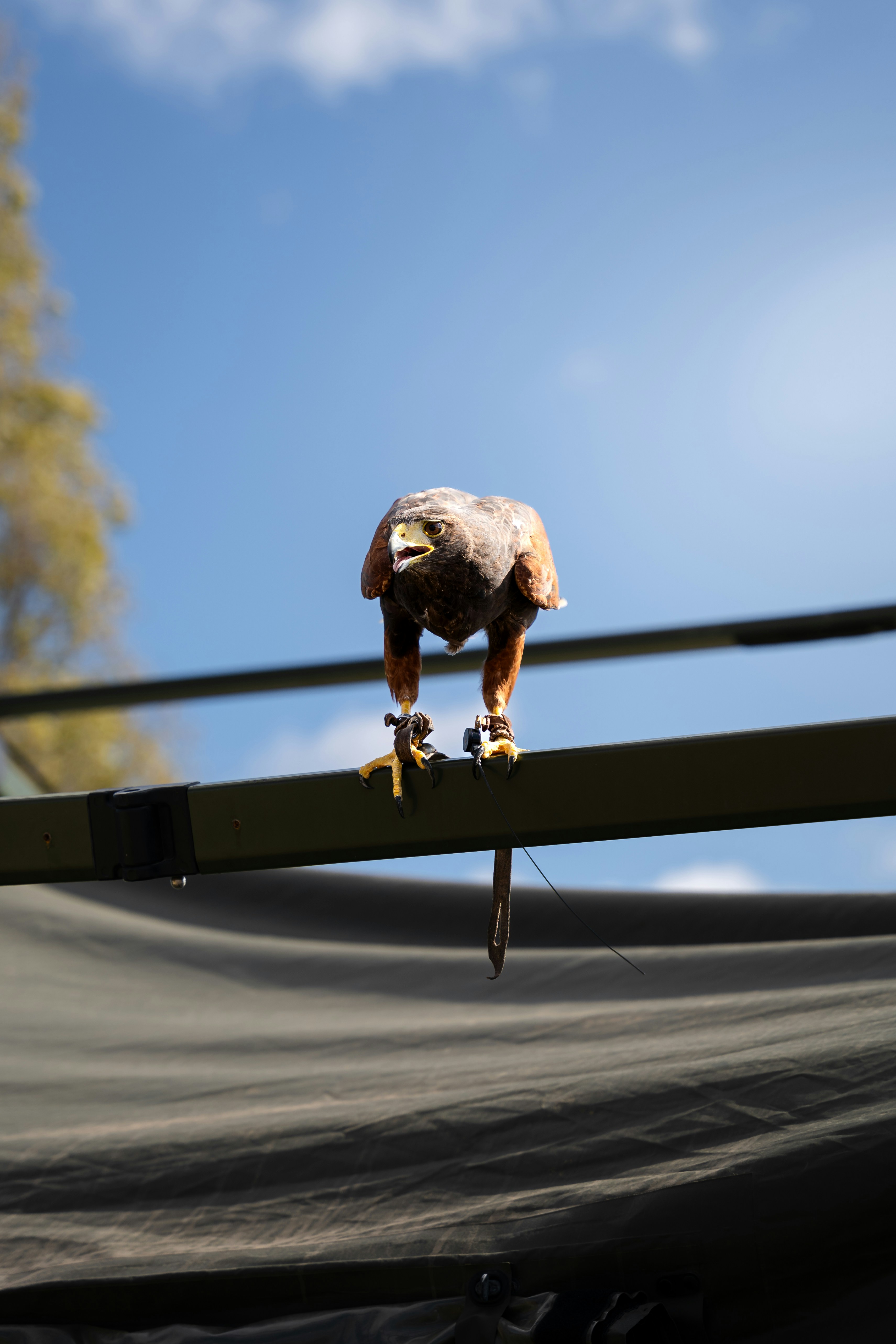 Hawk Perched on a Metal Rail Under Open Blue Sky