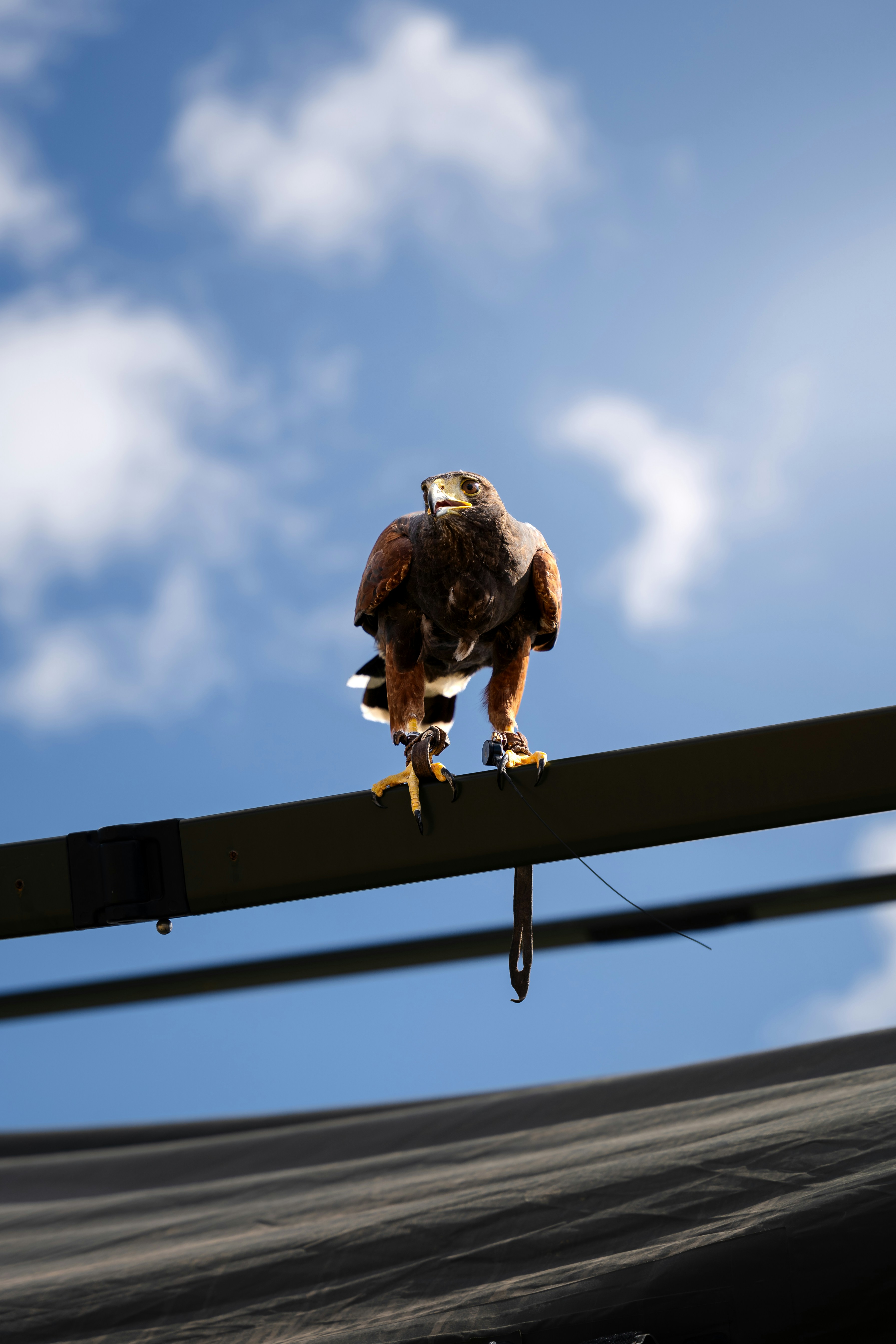 Steel Perch: A Hawk Scans the Blue Canopy