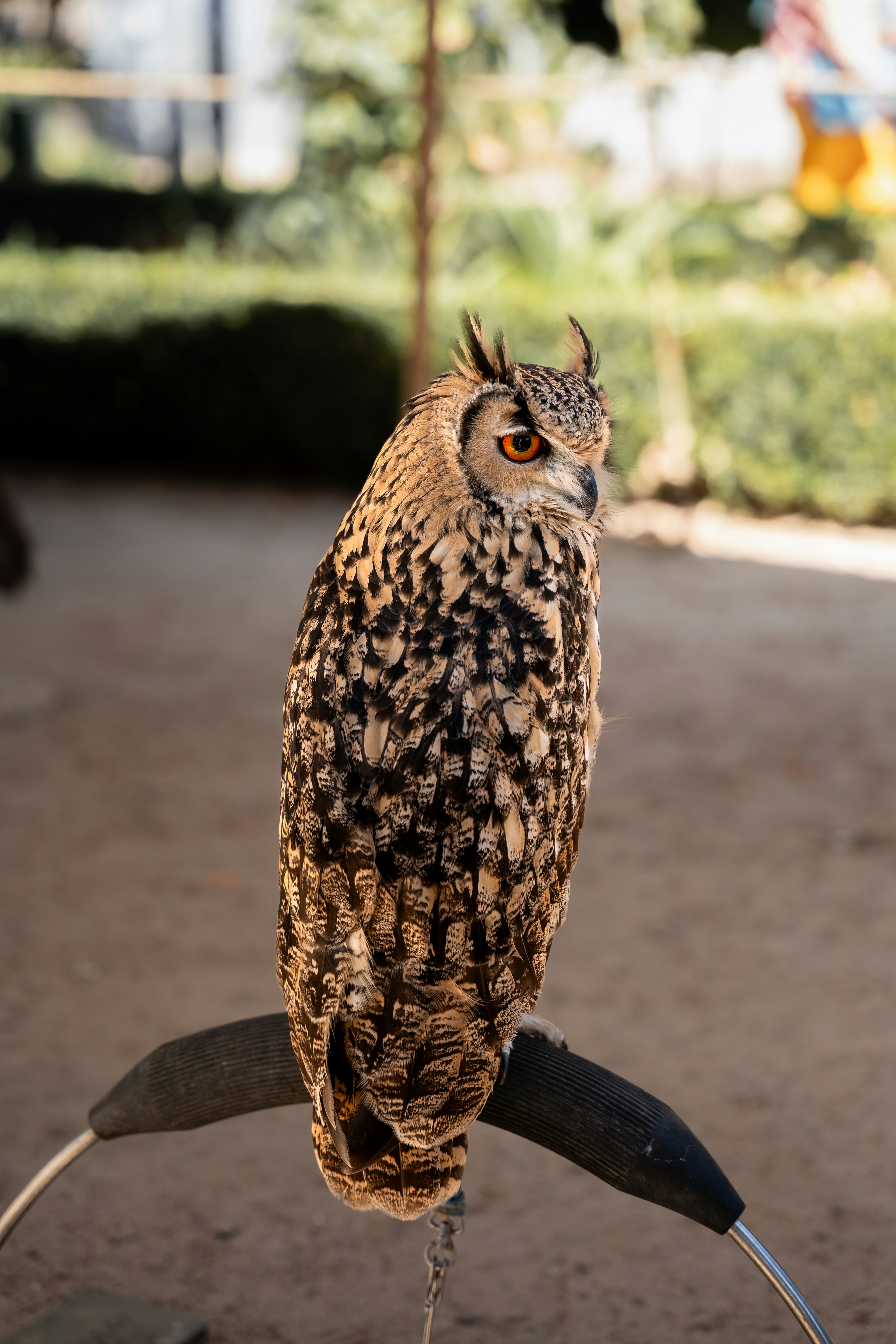 Parkside Sentinel: Amber-eyed Owl Amid a Sunlit Park