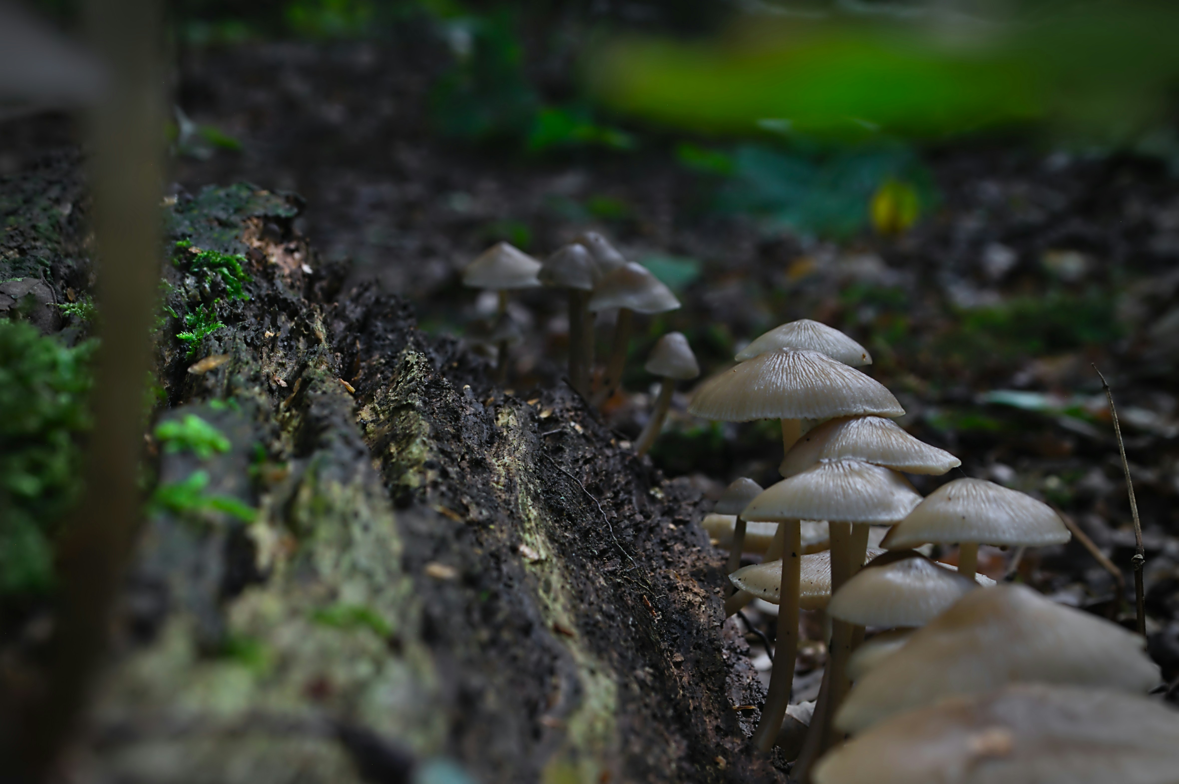 Mushroom Choir on a Mossy Log