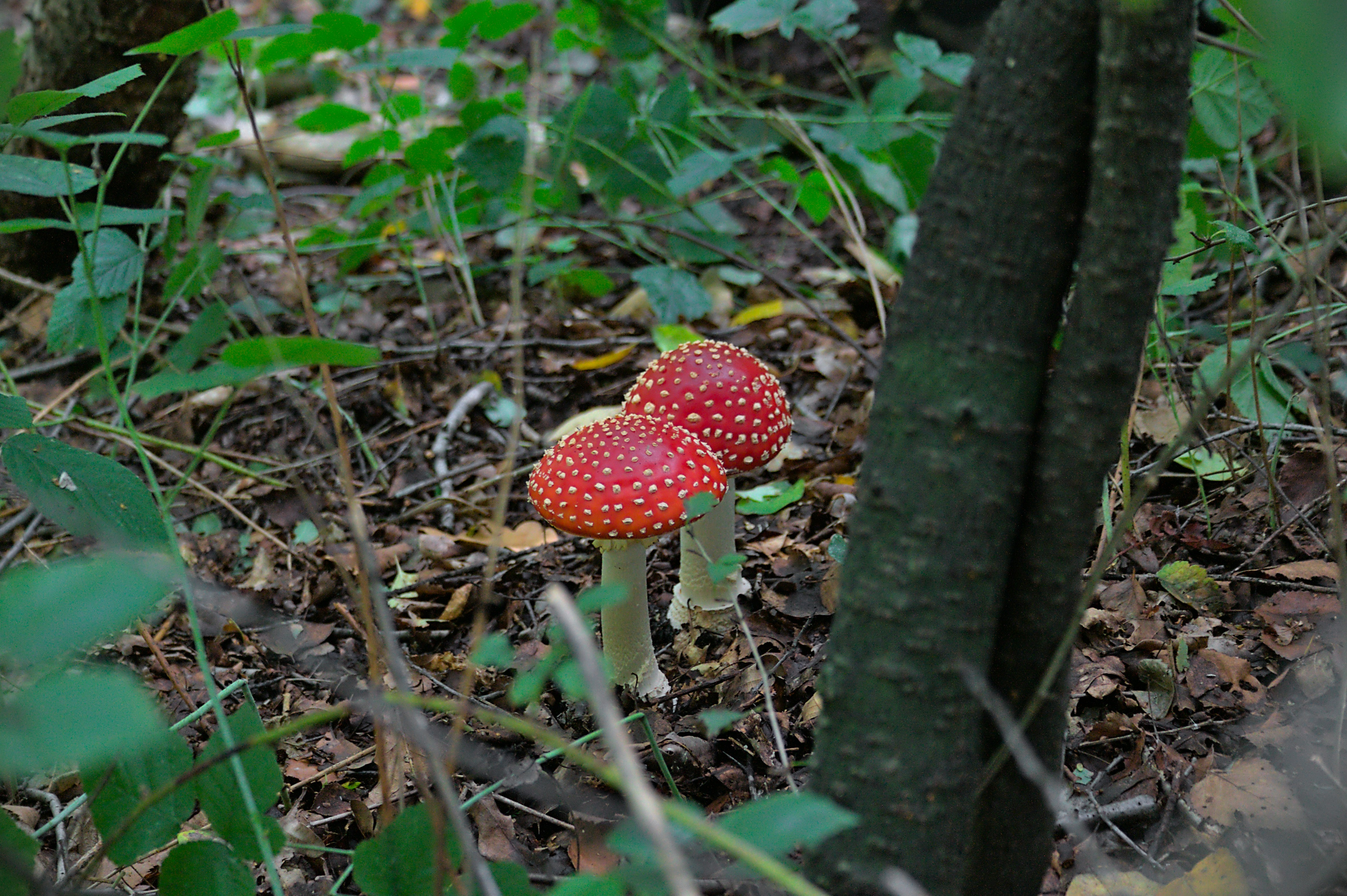A small red mushroom sitting in the middle of a forest photo – Free ...