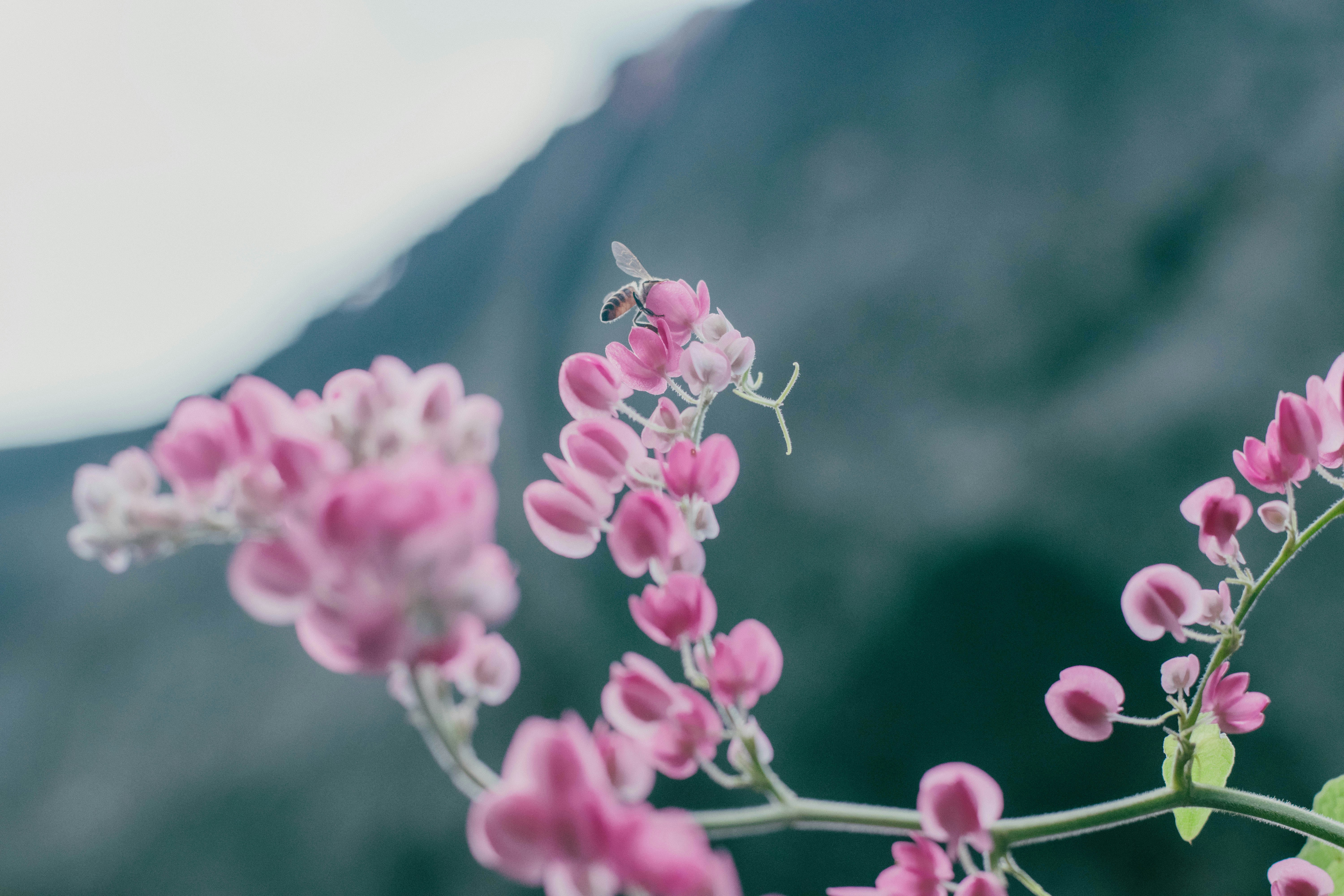 Alpine Pink: Delicate Blossoms in a Cool Mountain Haze