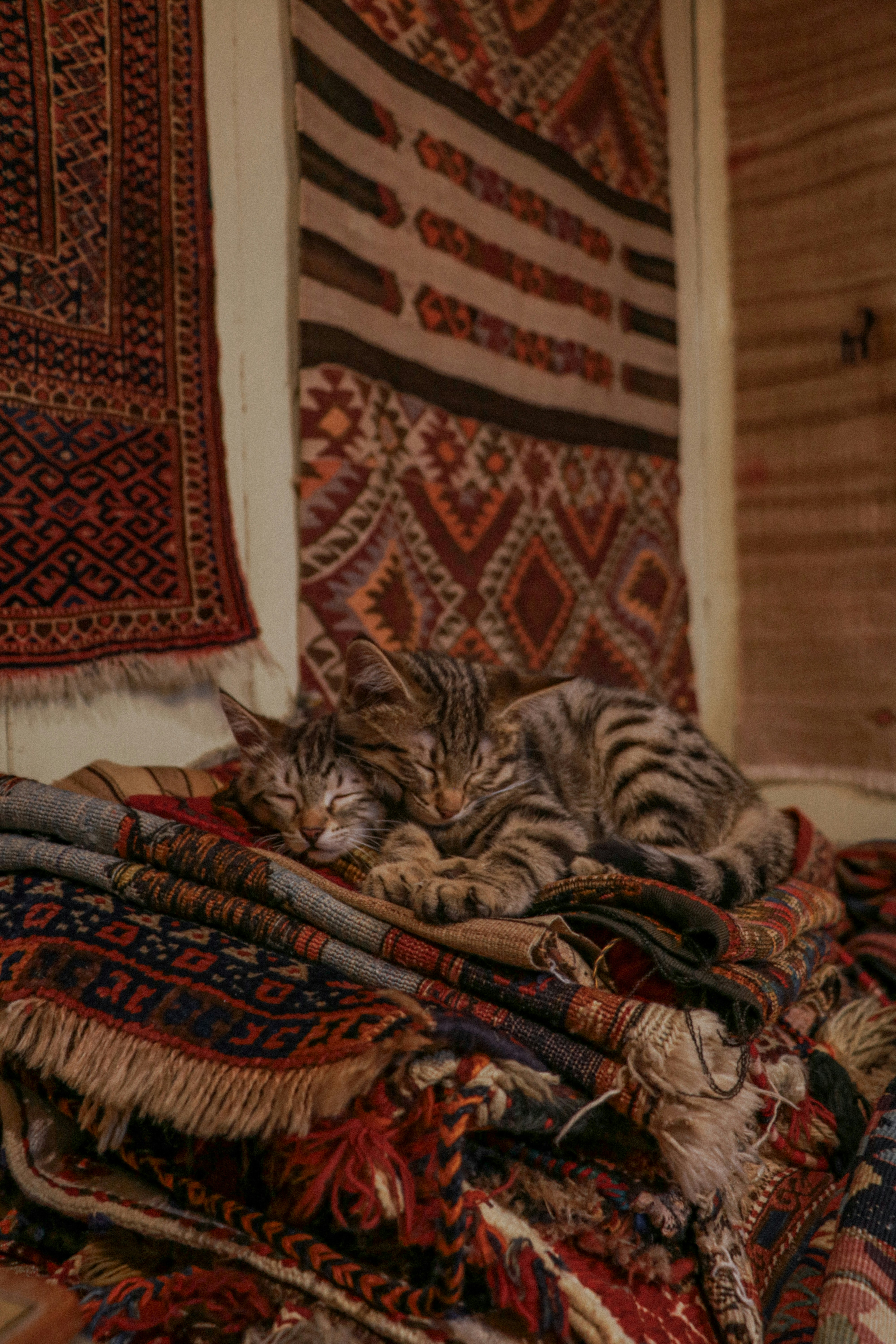 A cat laying on top of a pile of rugs photo – Free Cat Image on Unsplash