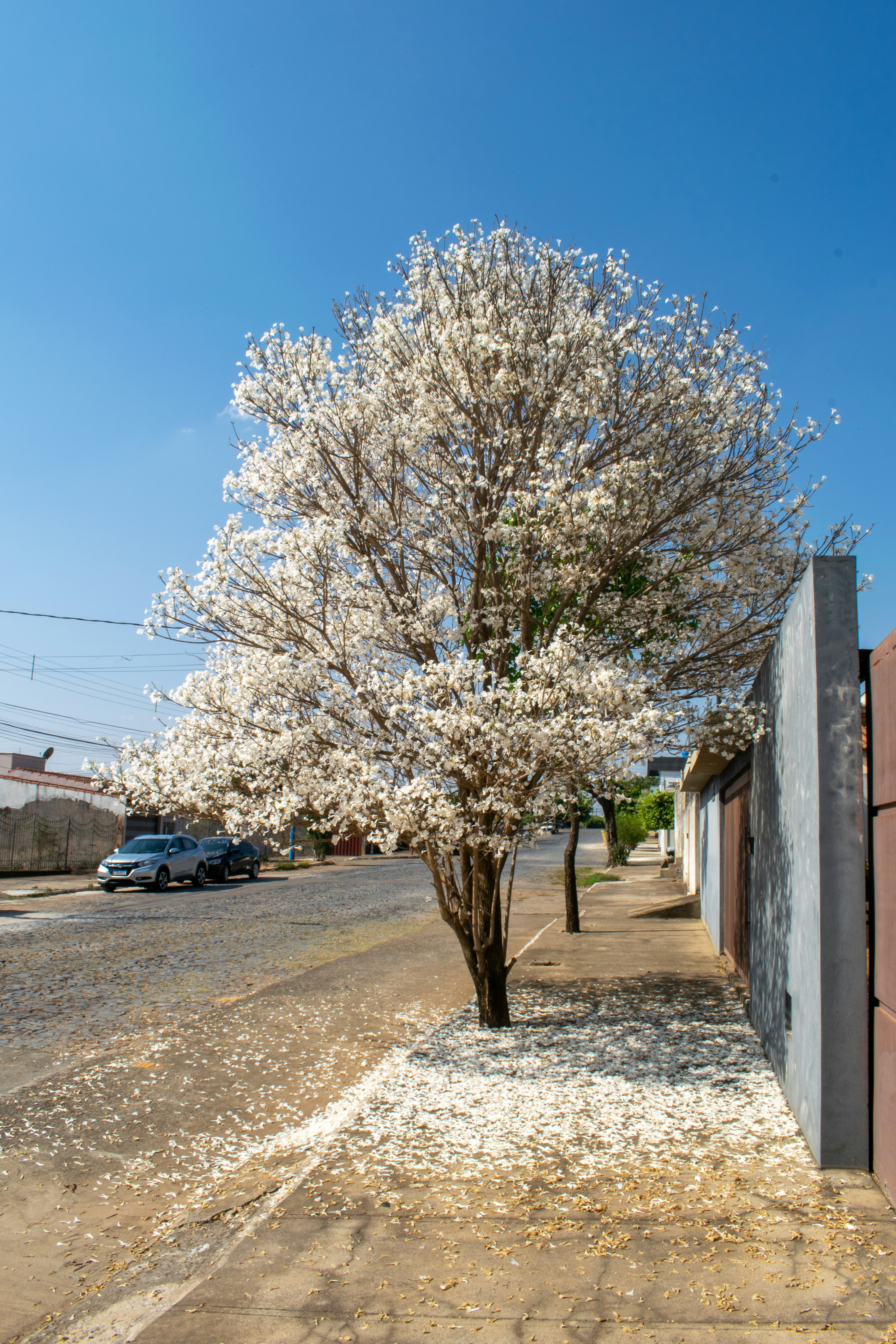 Lone White-Flowered Tree Reigning Over a Sunlit Street