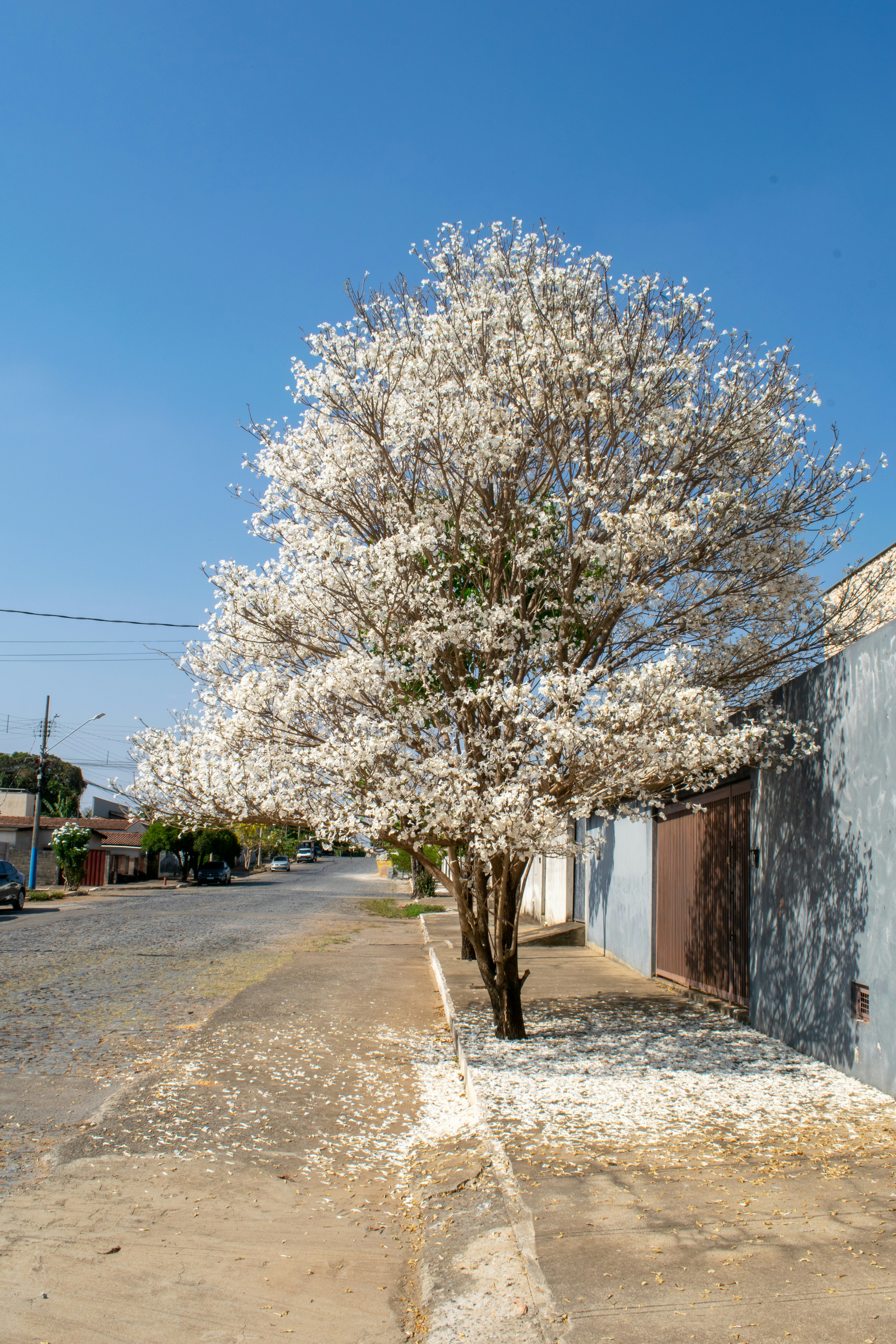 Blossom Boulevard: A White-Flowered Tree Framing a Quiet Street