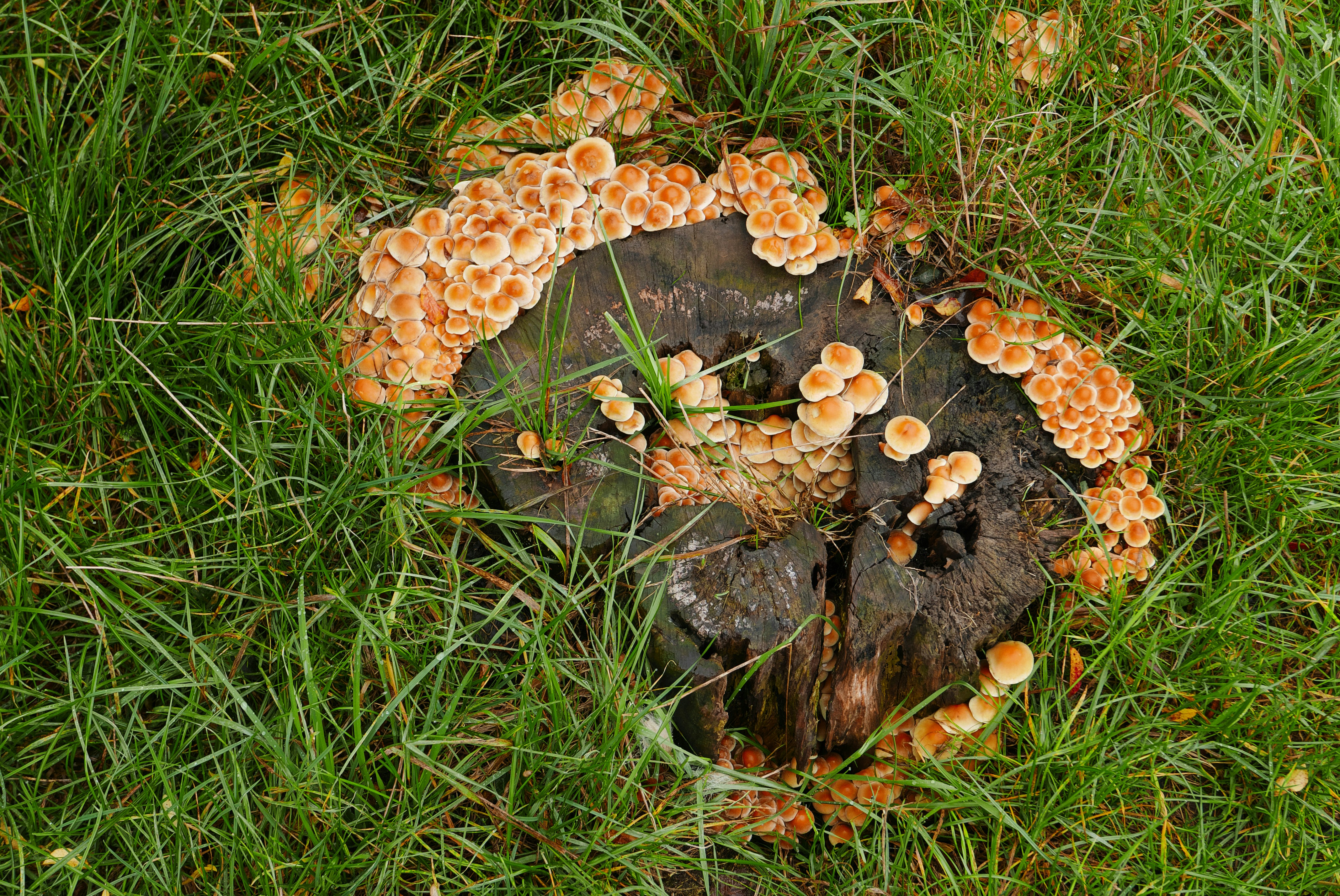 Photo by Immo Wegmann with Panasonic Lumix LX100