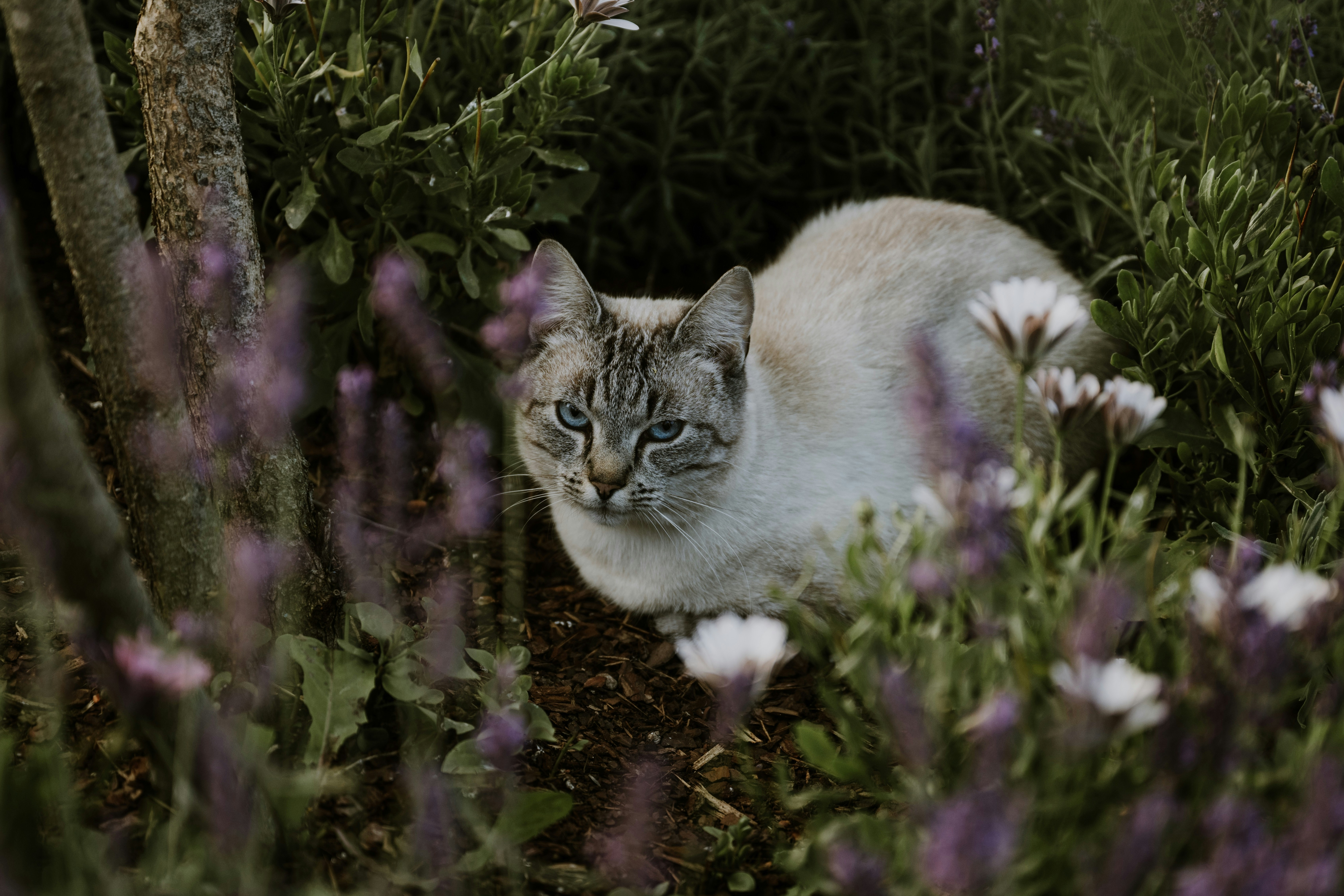Whiskered Shade: A Cat Resting Amid Purple Blooms