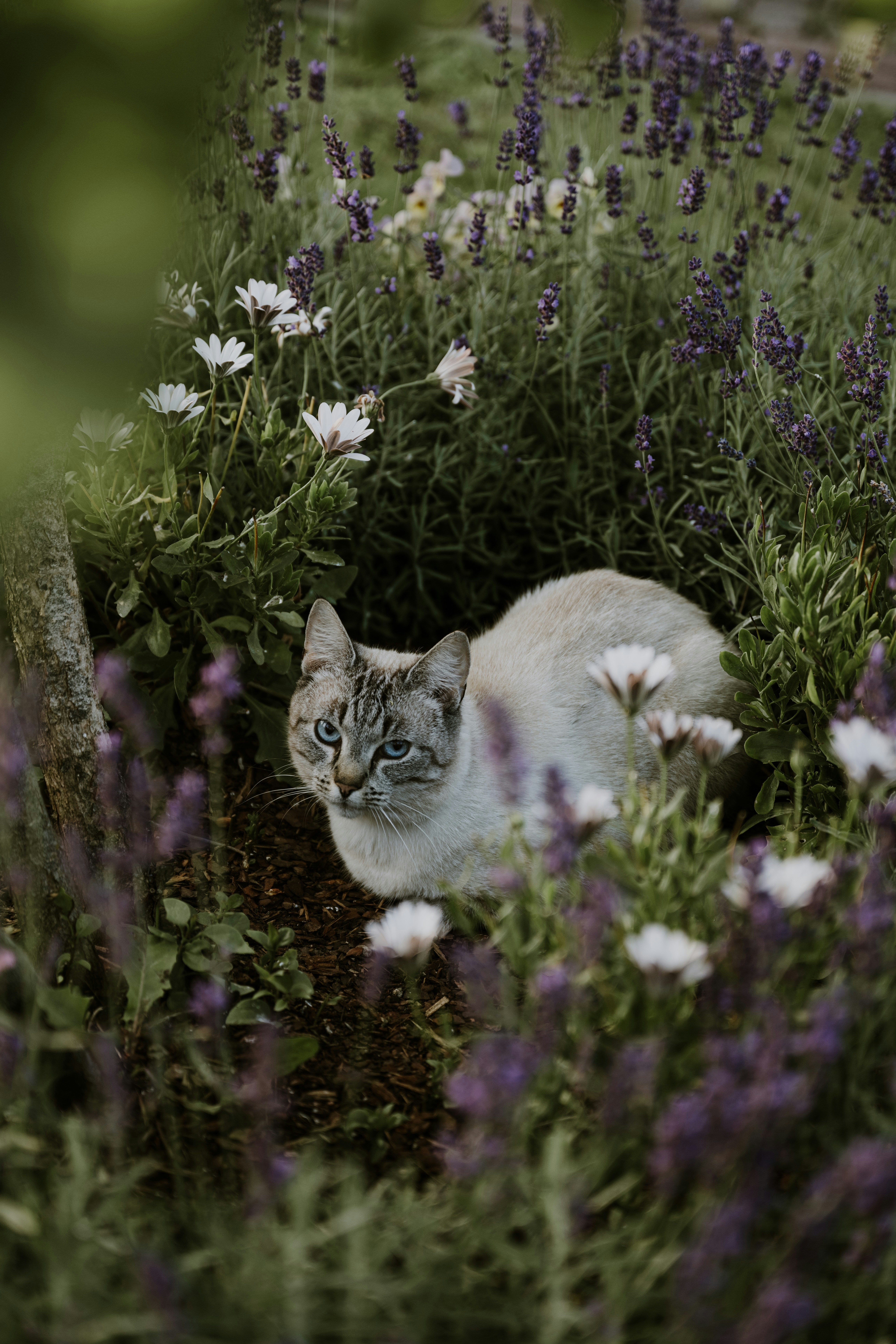 A cat laying in a field of flowers photo – Free Animal Image on Unsplash