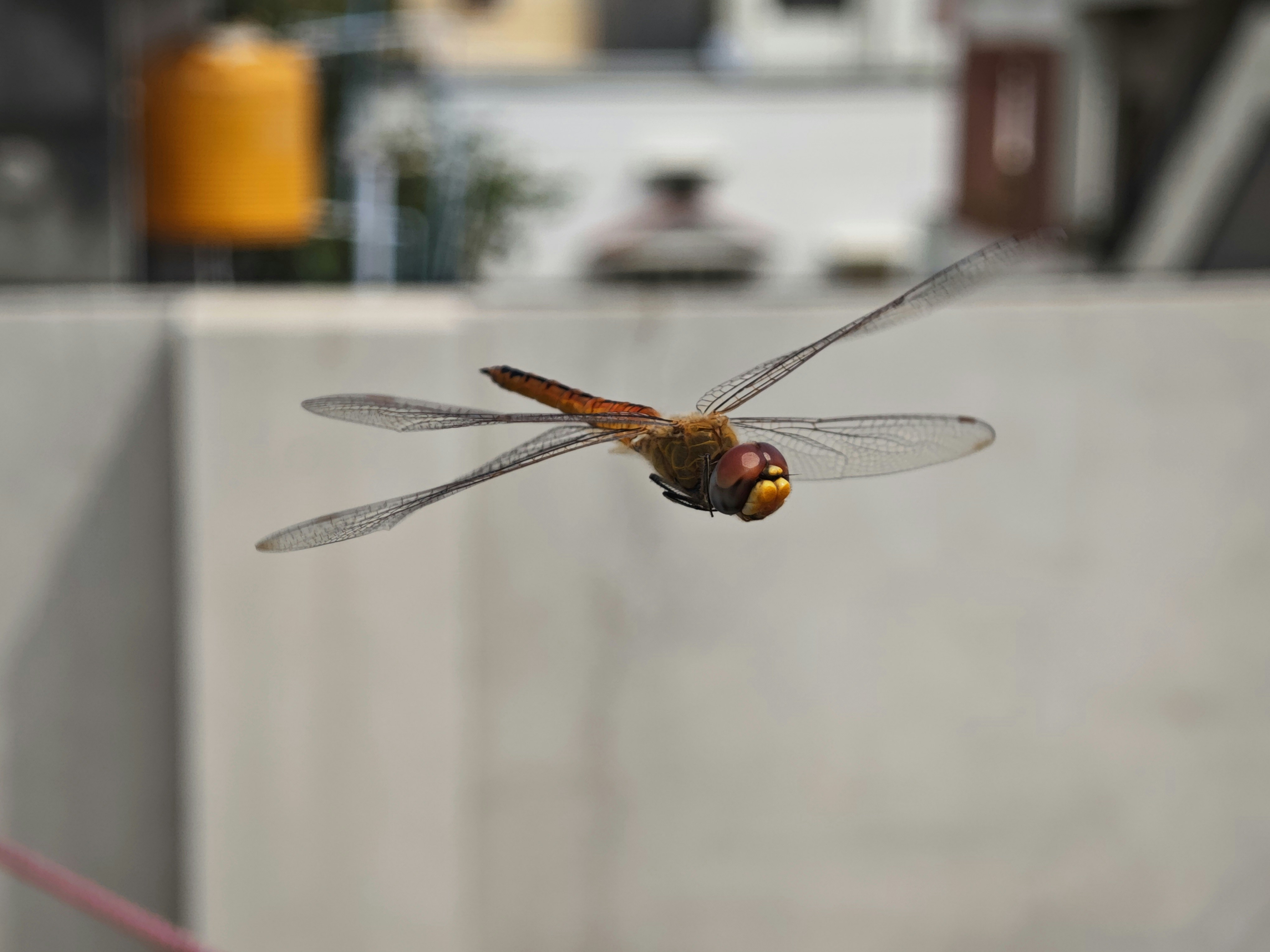 Close-up of a dragonfly in mid-flight, sharply focused against a softly blurred urban background. The image emphasizes the insect's wings and body with natural color.