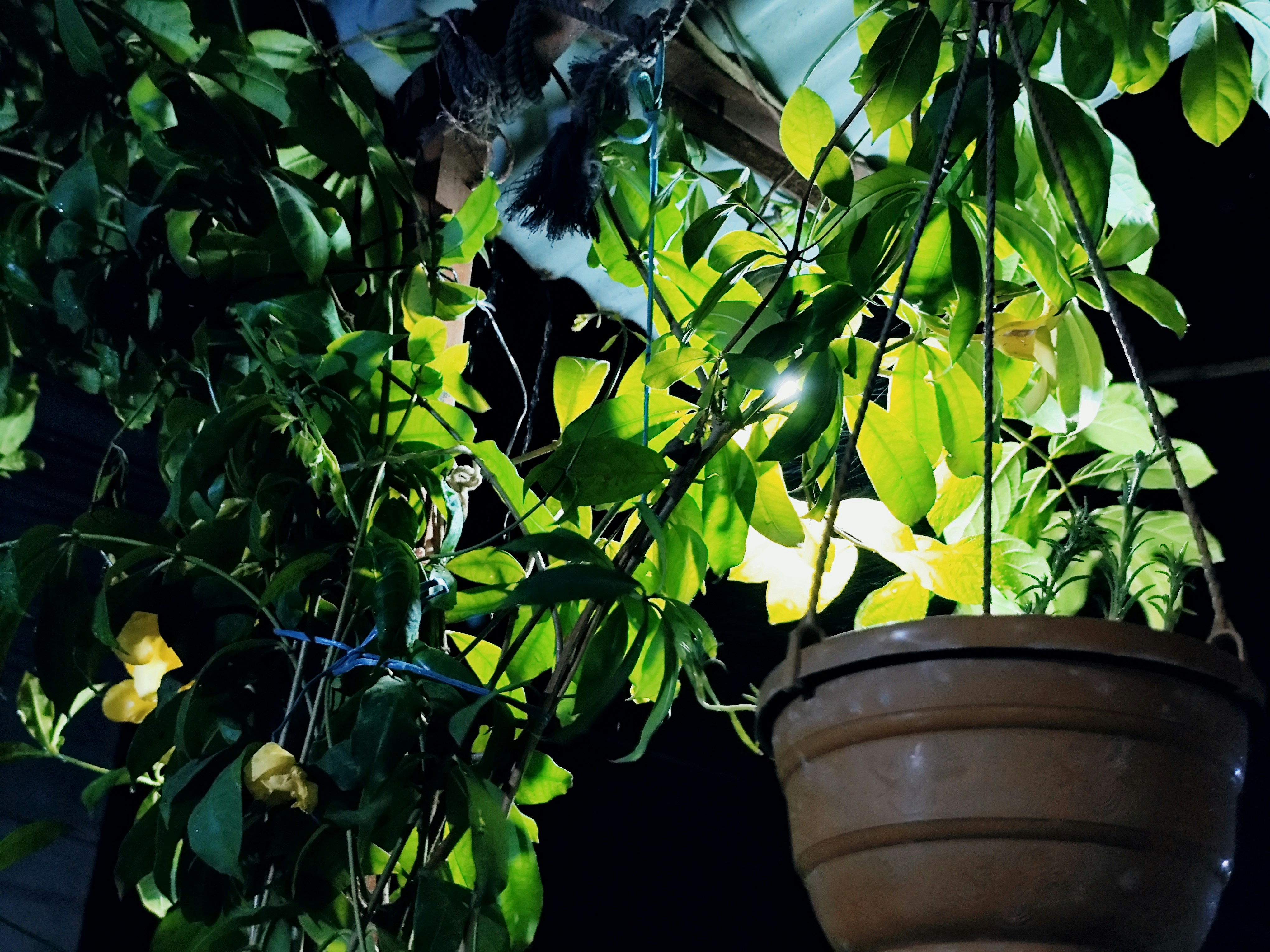 Hanging plant with vibrant green leaves illuminated against a dark background.