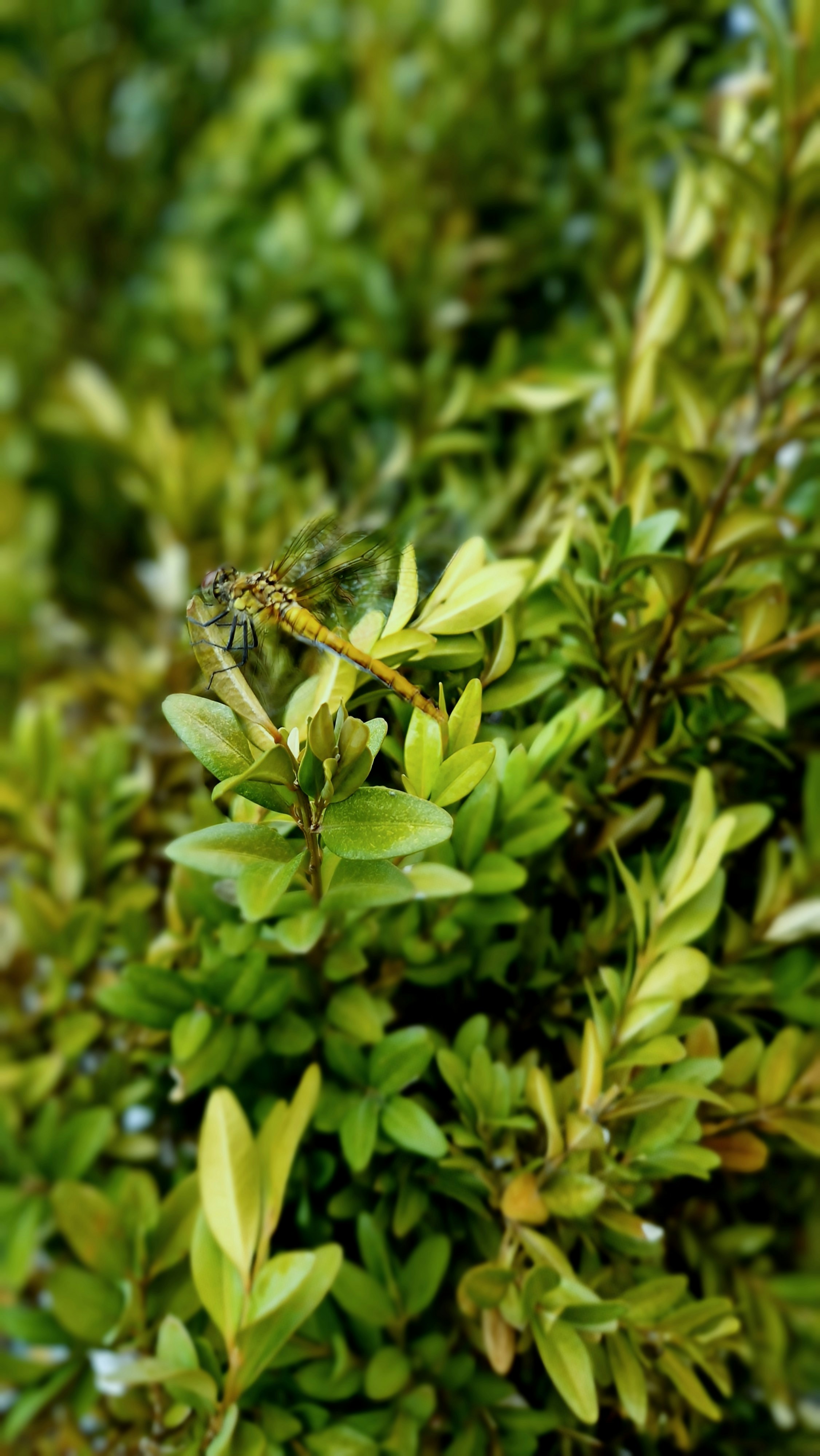 Golden Dragonfly Resting Among Green Tea Leaves