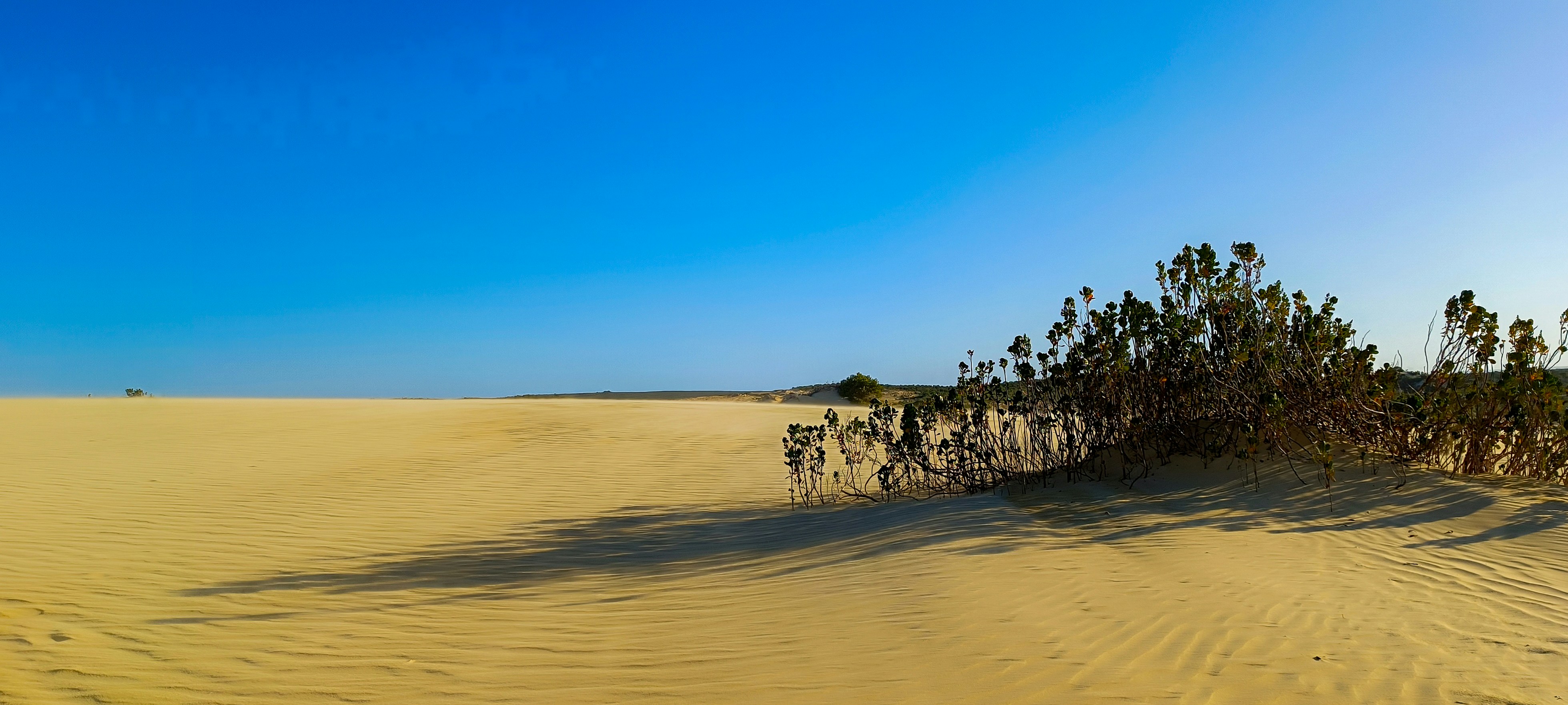 A photograph of golden desert dunes under a clear blue sky, with a lone shrub casting a long shadow.
