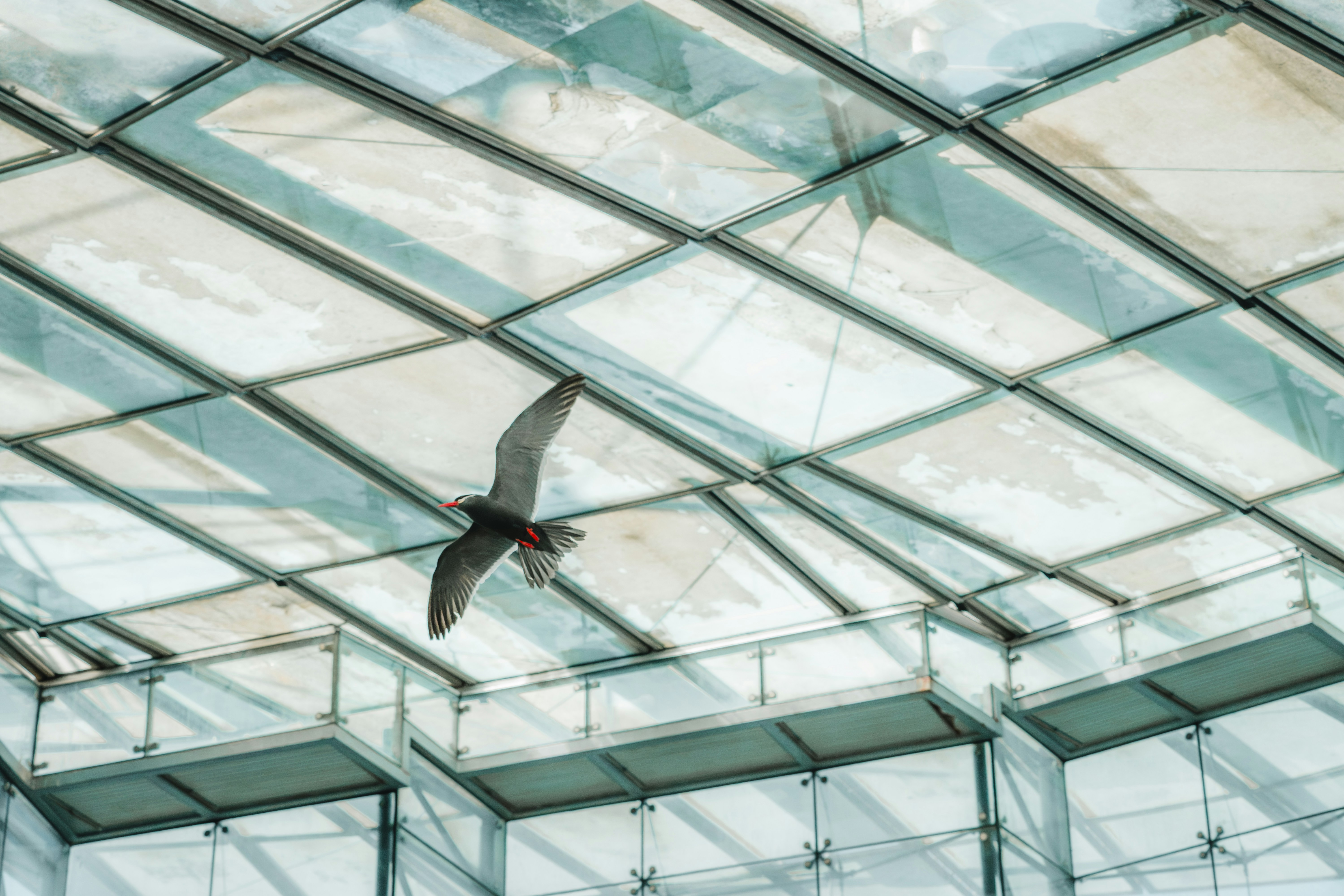 A bird flying through a glass ceiling in a building photo – Free ...