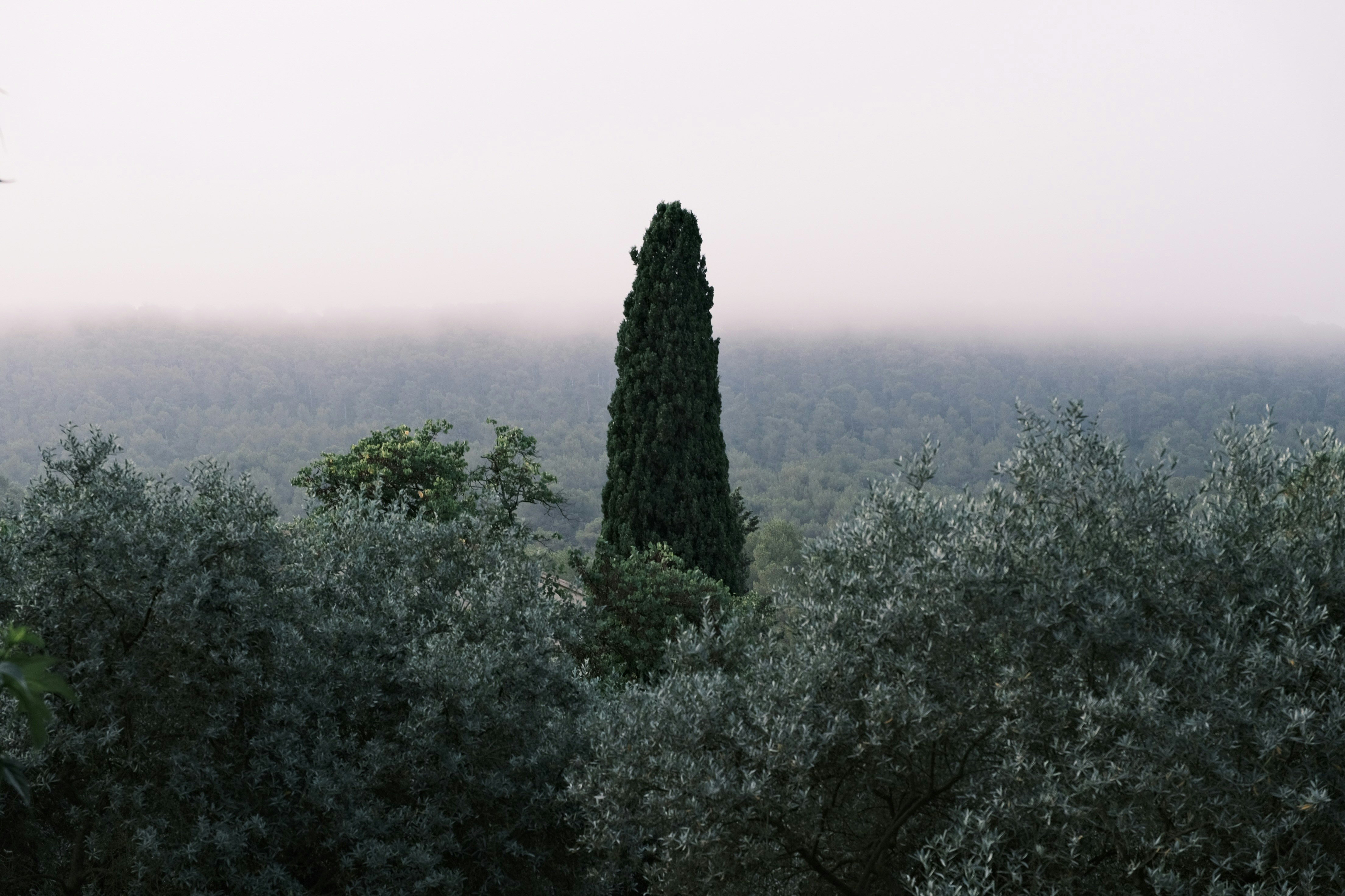 Cypress Sentinel Rising Through Mist Over Olive Grove