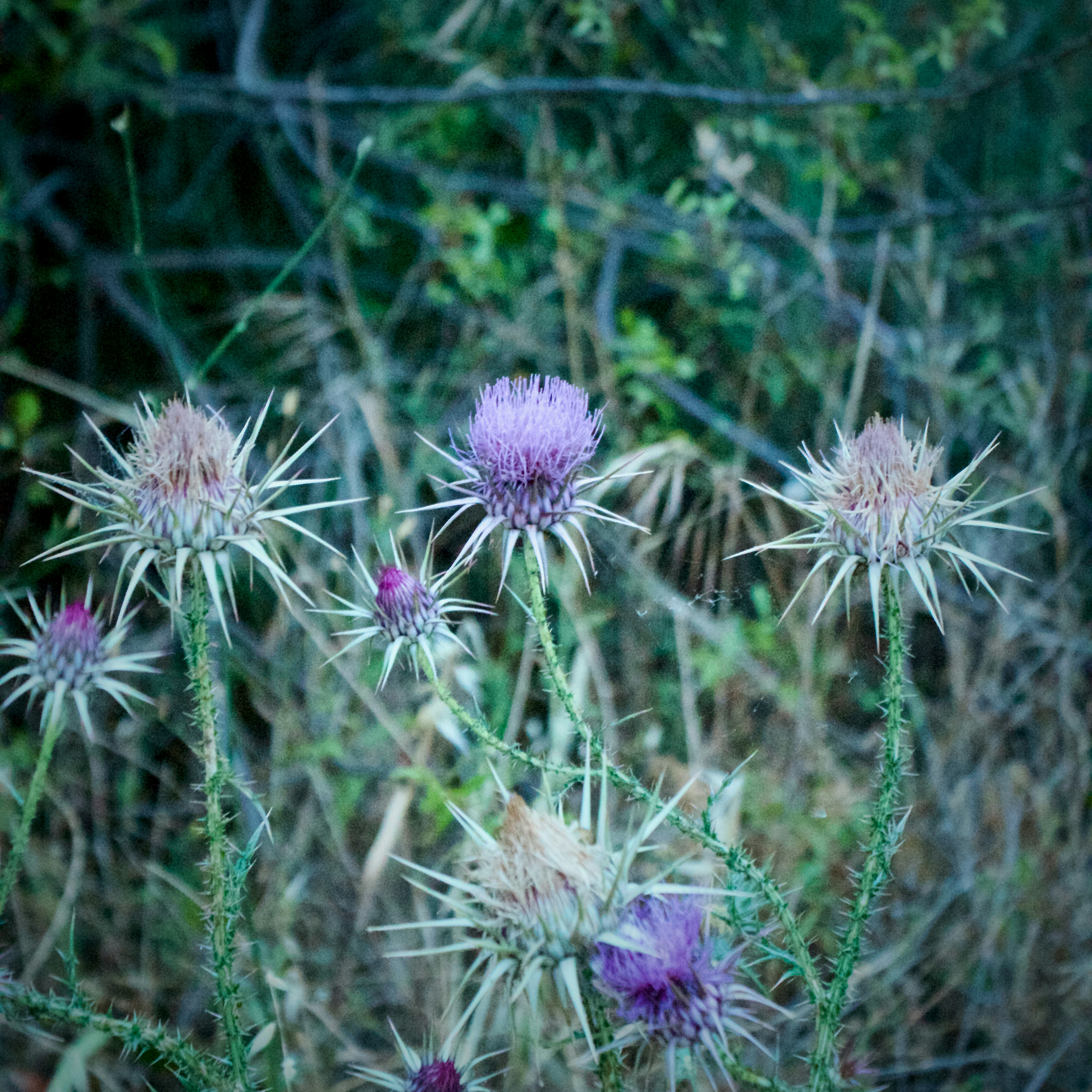 Thistles closeup