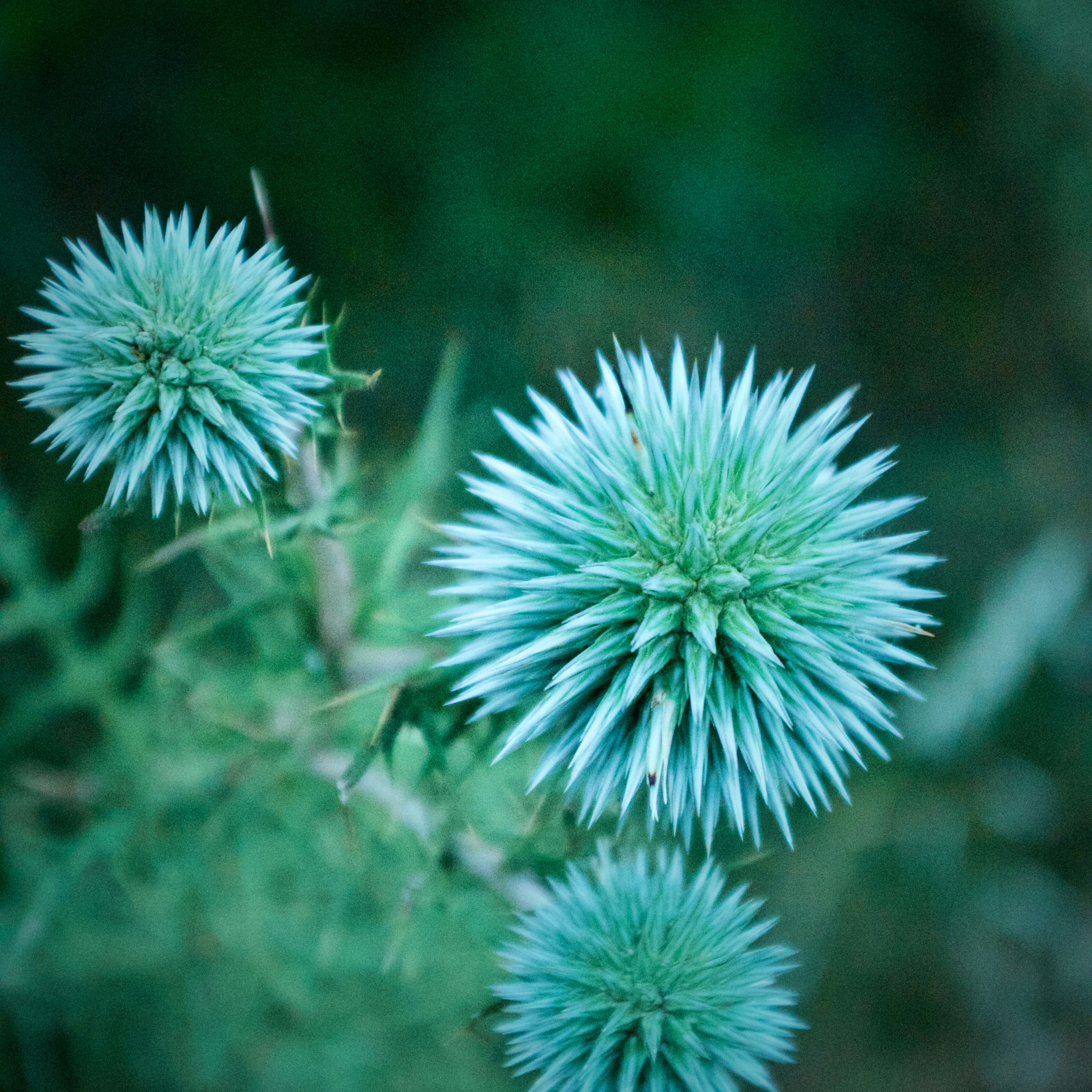 Cerulean Globe Thistles in a Quiet Macro Moment