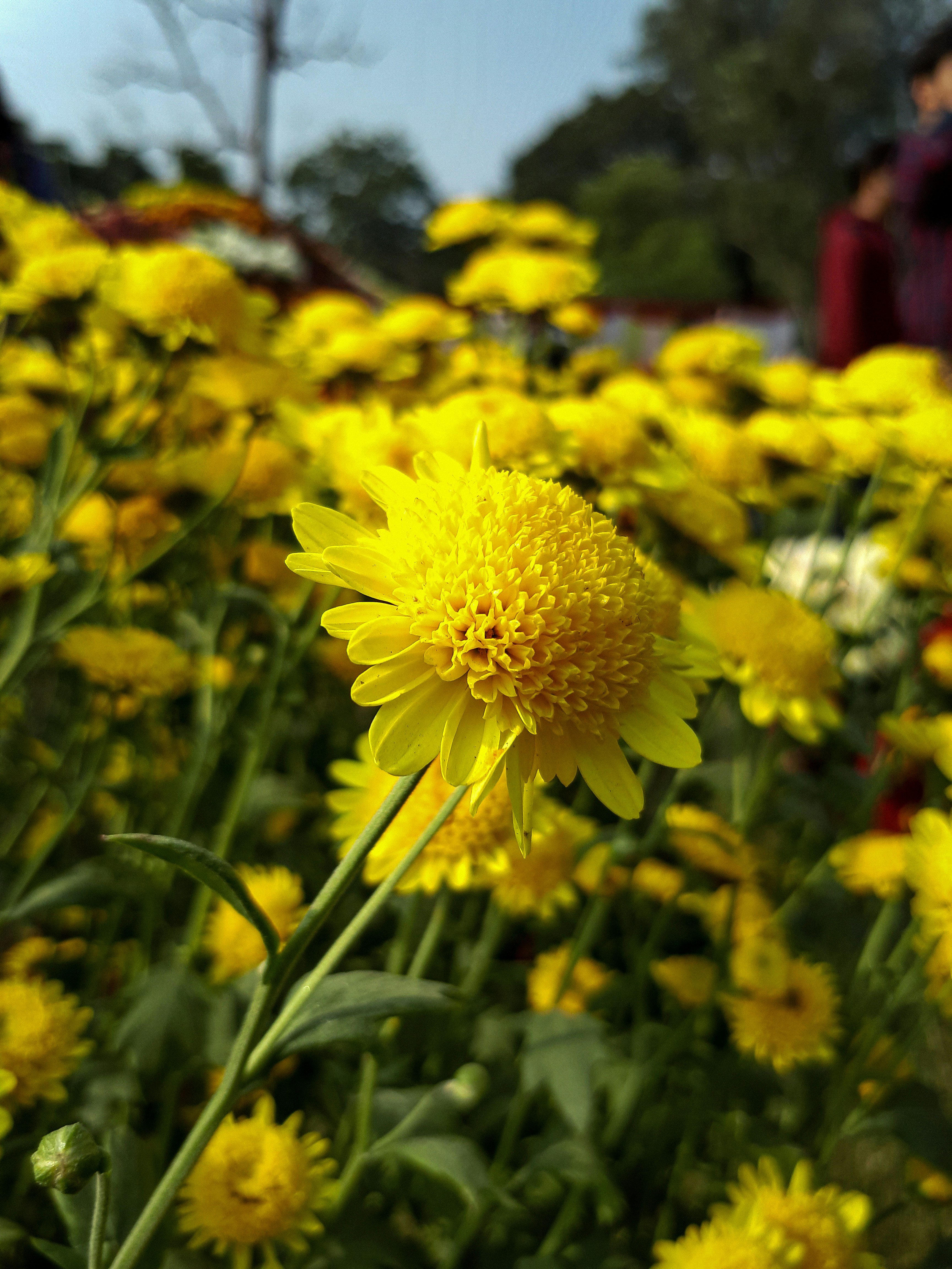 Golden Globe Macro: Chrysanthemum at the Heart of a Sunlit Field