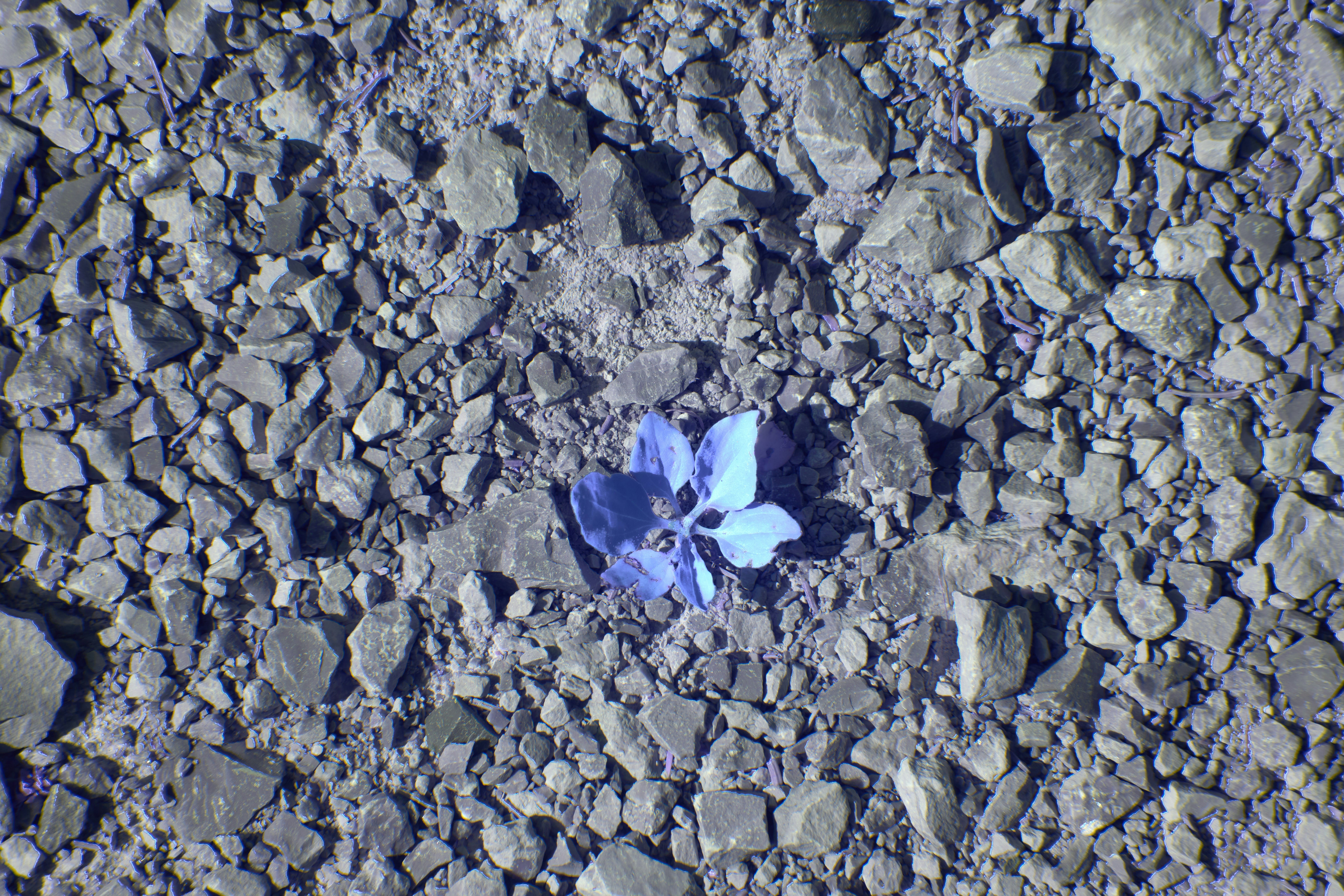 Azure Petal Among Pebbles: a Quiet Burst of Color