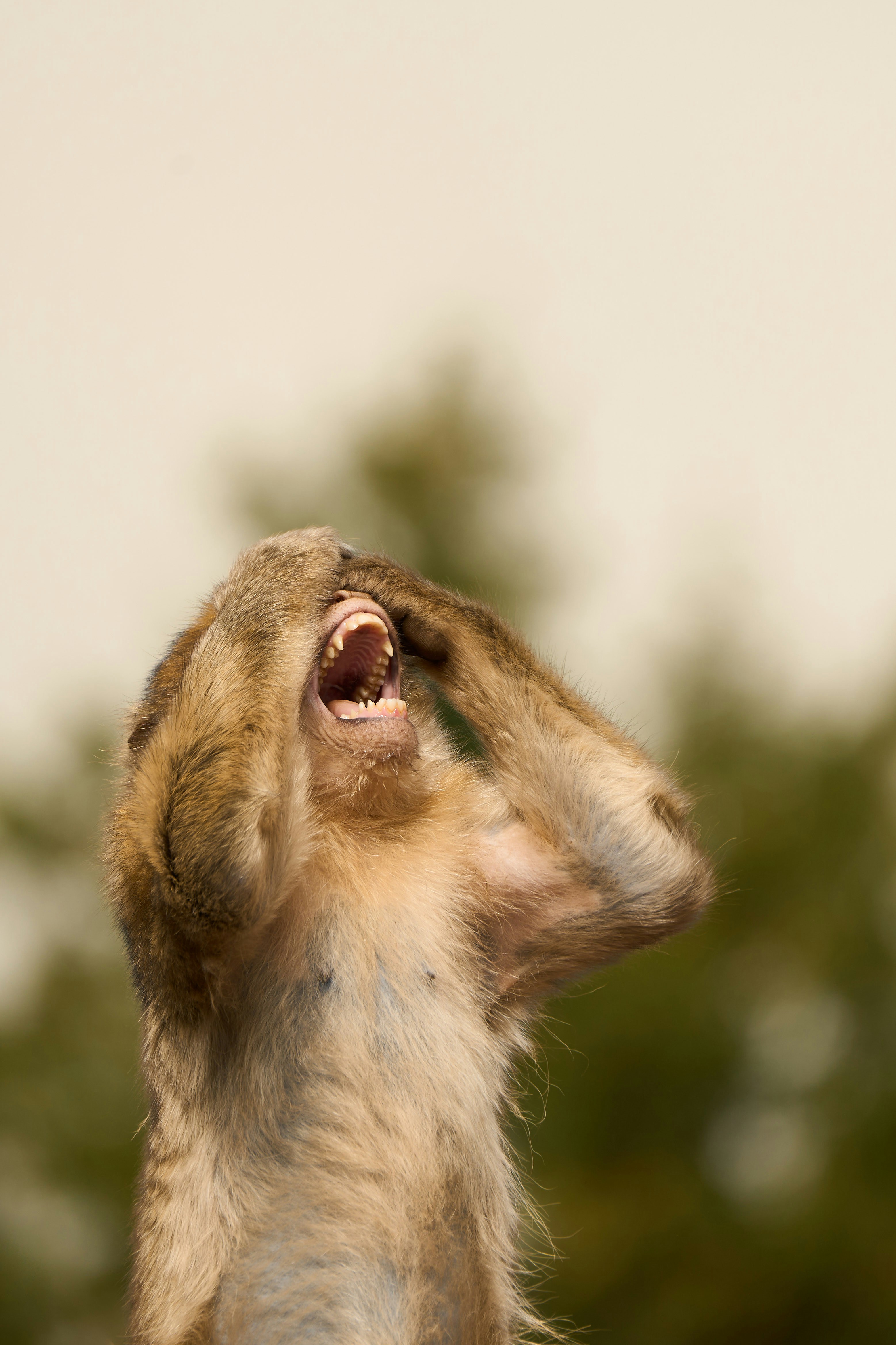 Shout Out Pictures | Download Free Images on Unsplash