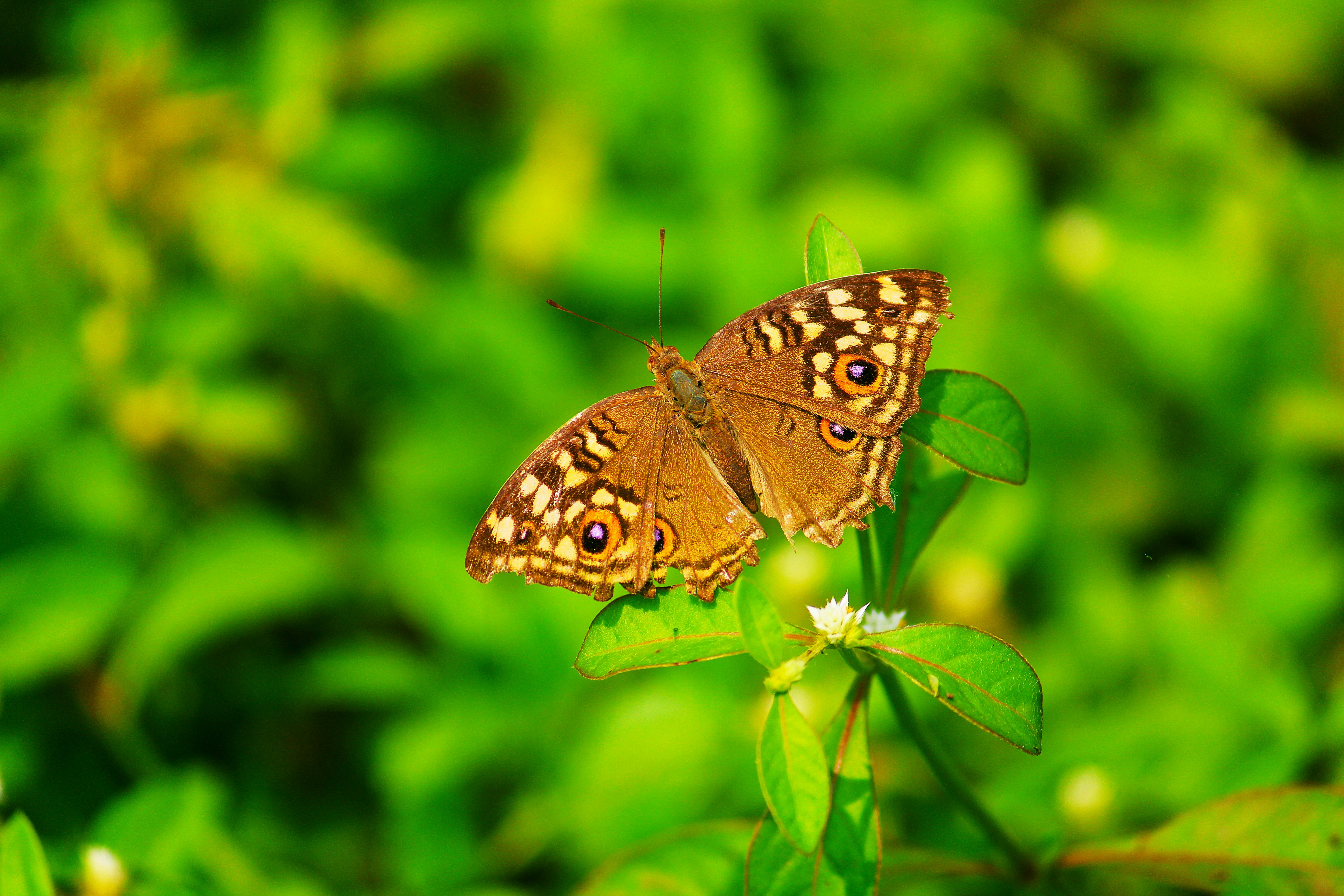 Amber-winged Butterfly on a Sunlit Jade Stem