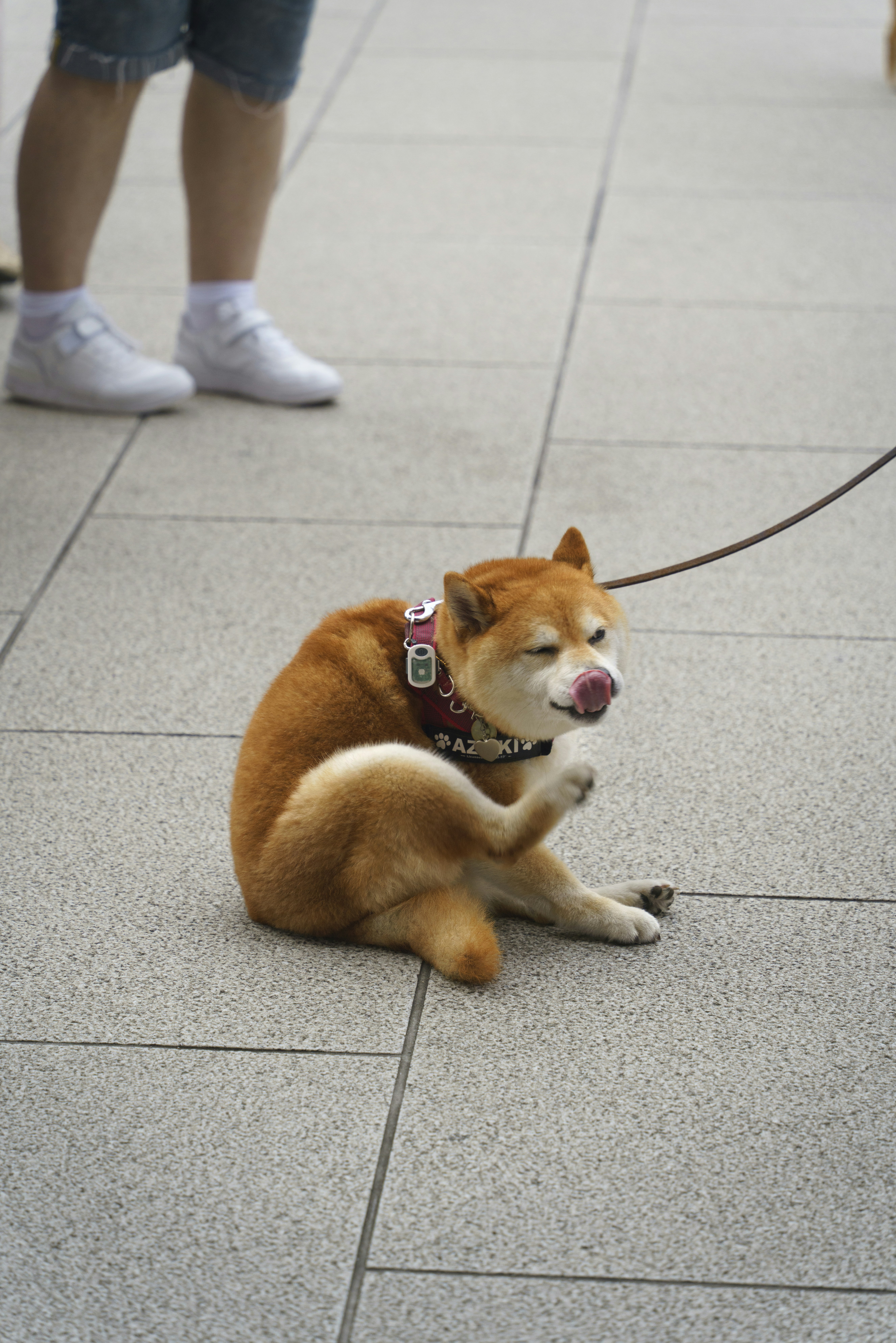 Tile-Side Pause: A Shiba Inu on the City Tiles