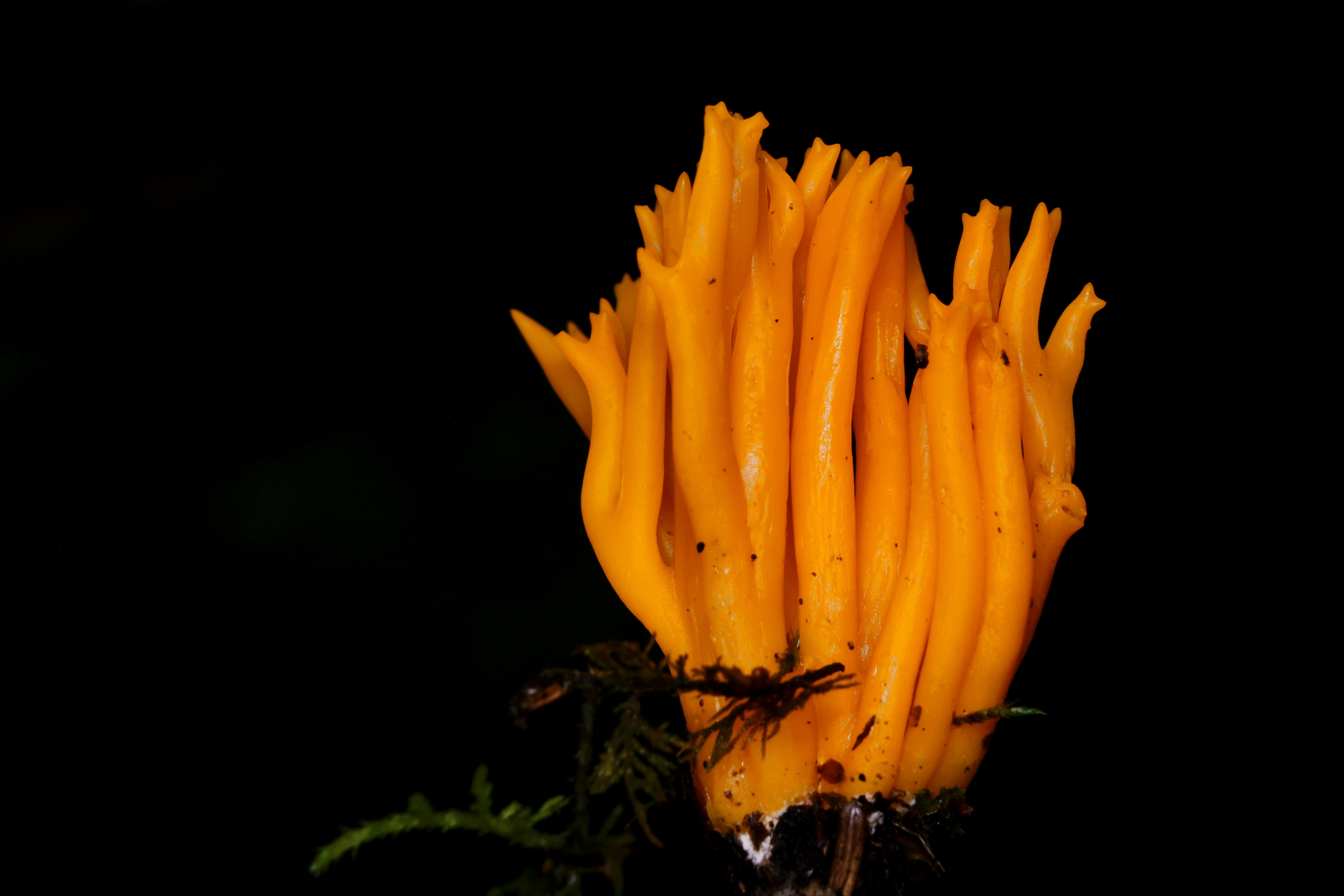 Luminous Orange Fingers in Velvet Darkness