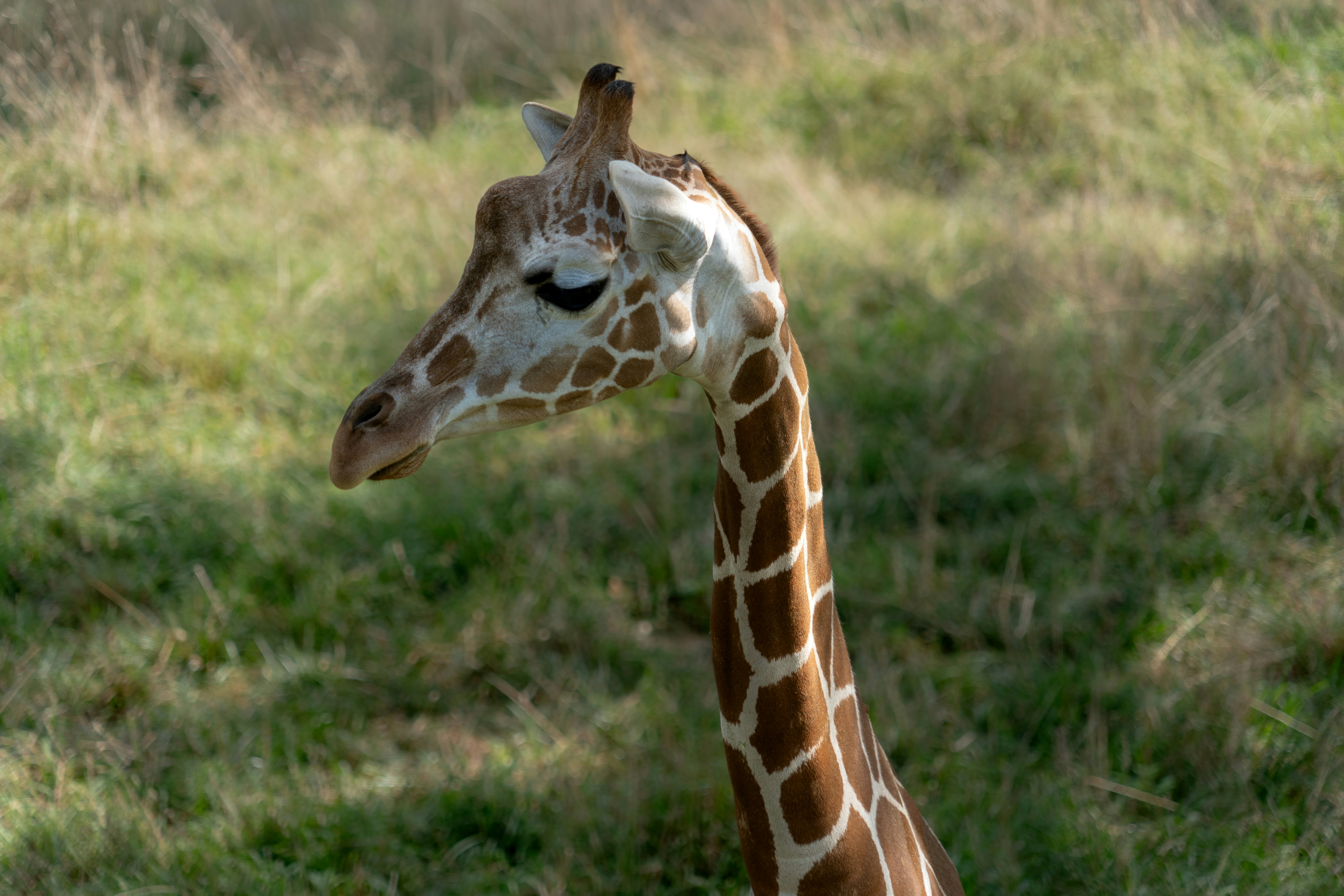 Photo by Jeffrey Hamilton with Sony Alpha 7 III