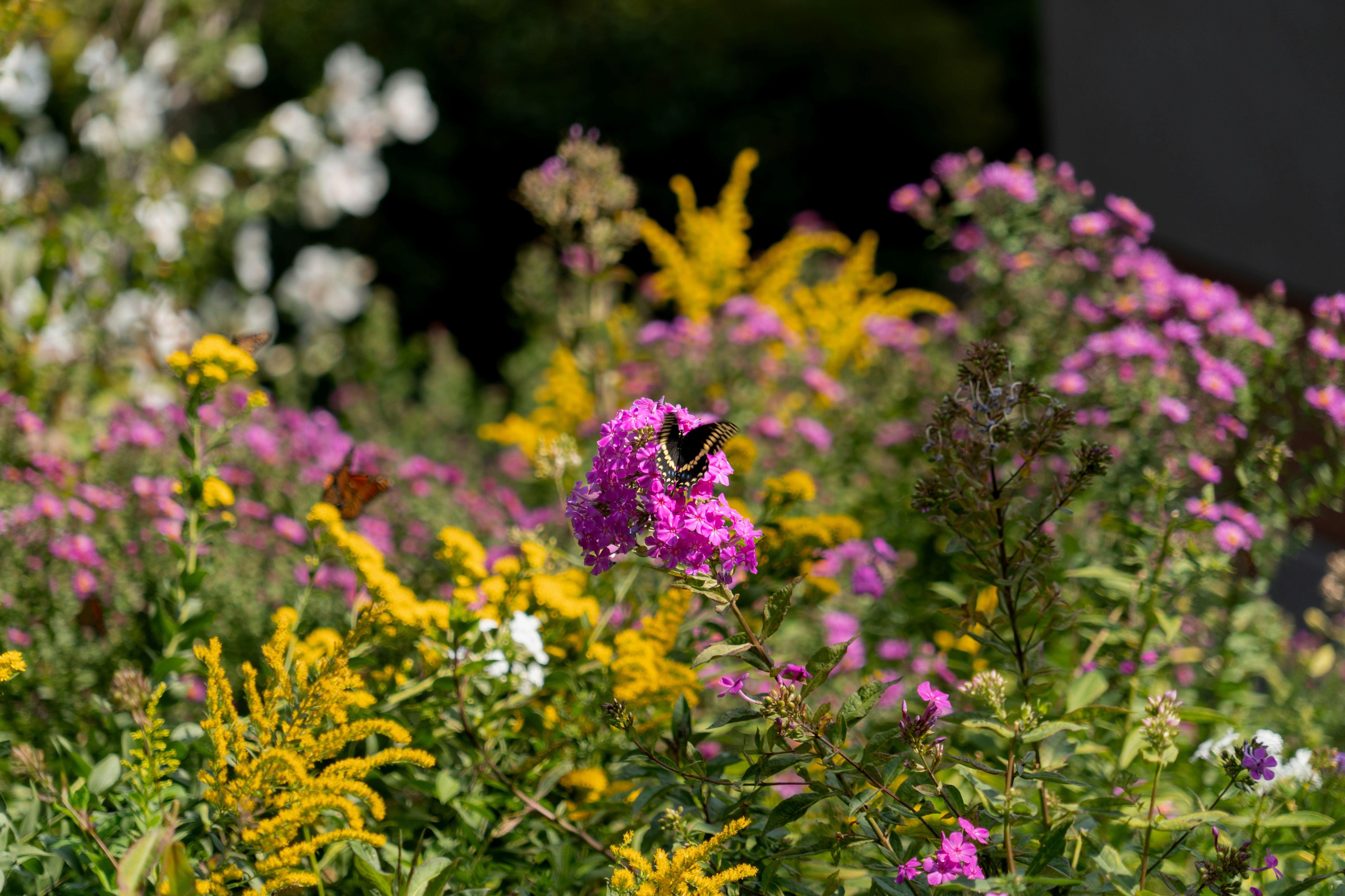 Butterfly Perched on a Magenta Bloom Amid a Kaleidoscope Garden