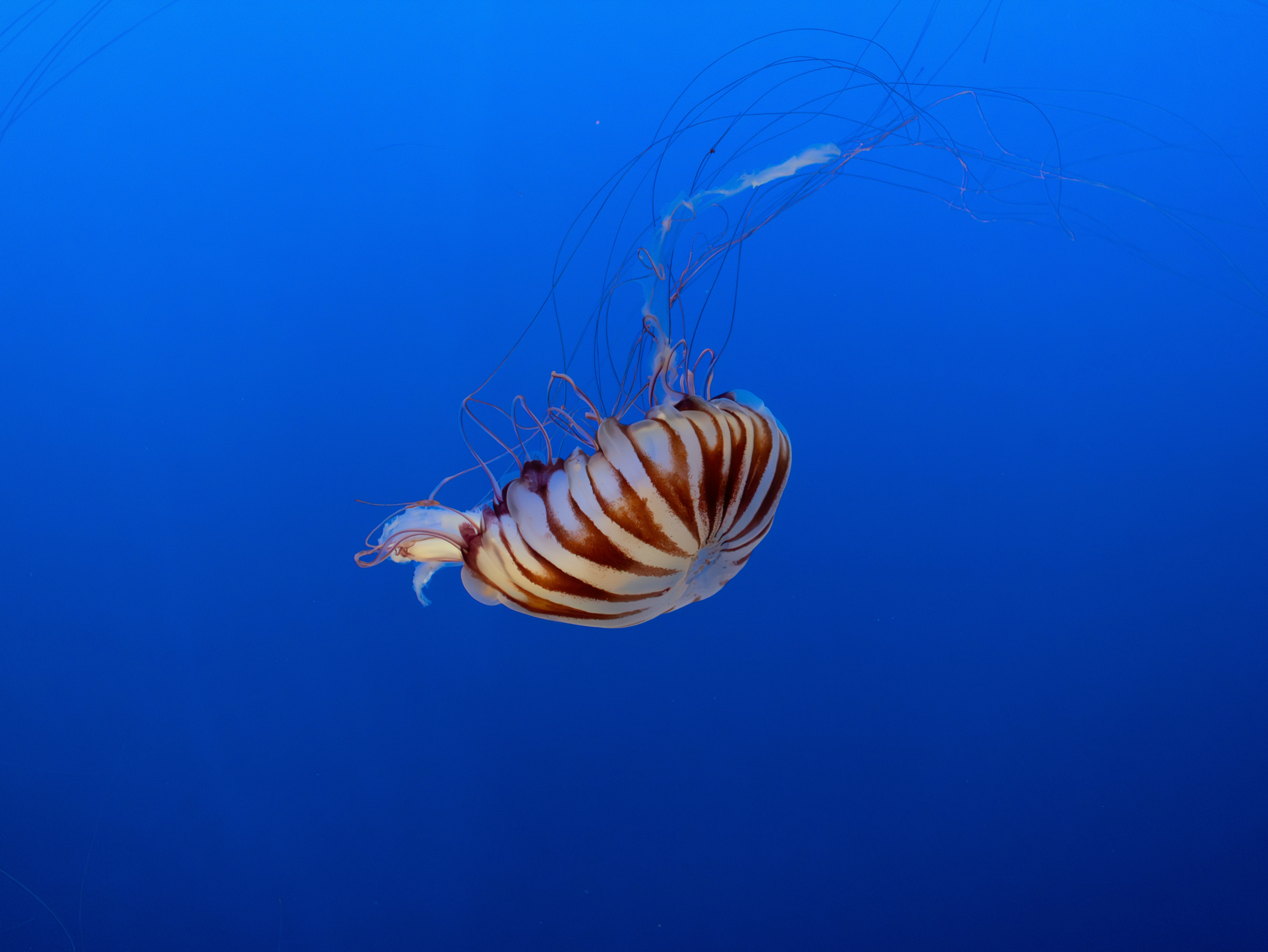 Floating Stripes: A Jellyfish in Deep Blue Dream