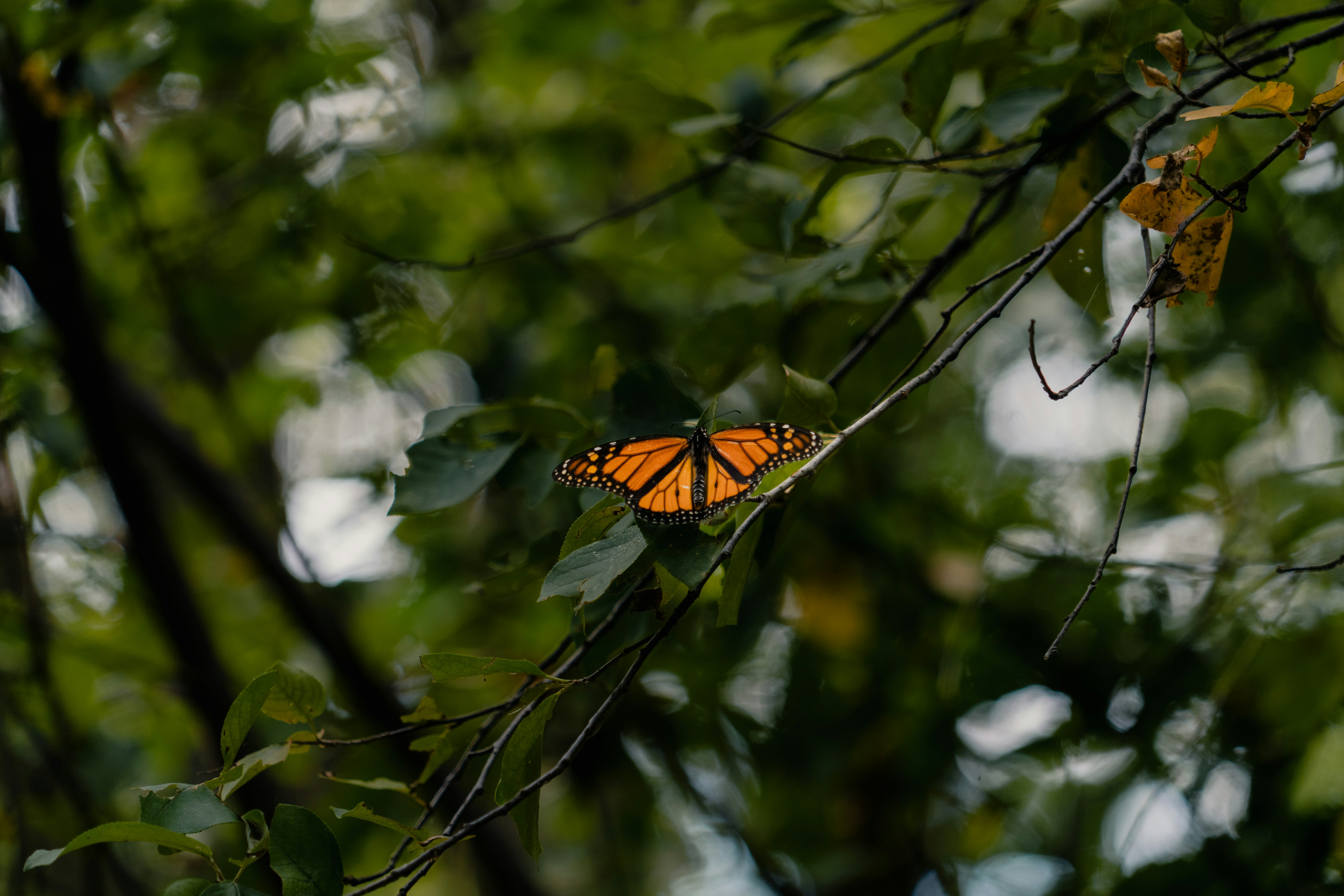 Monarch on a Sun-Dappled Green Branch