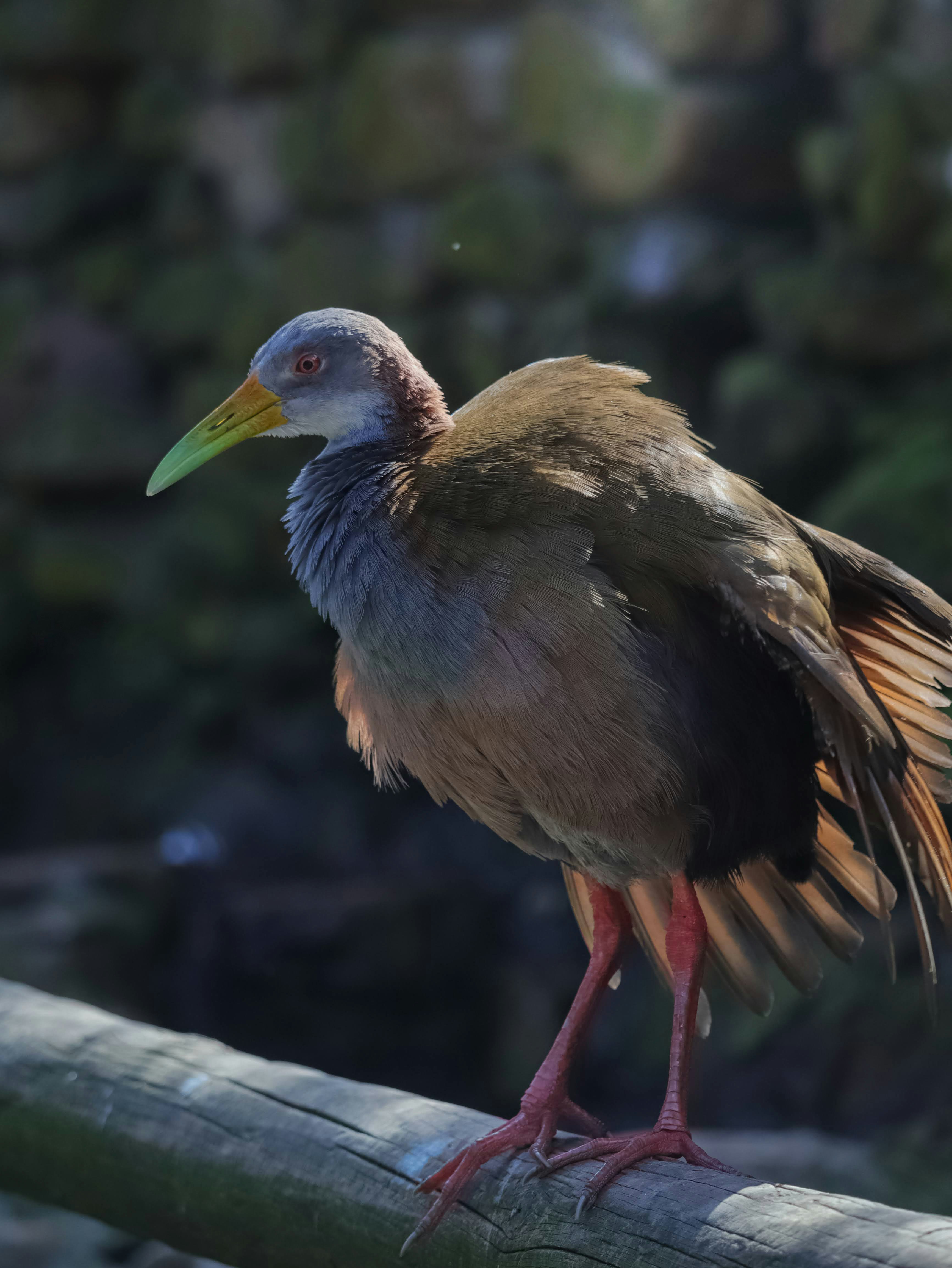 Perched on a Weathered Rail, a Heron in Soft Backdrop Light
