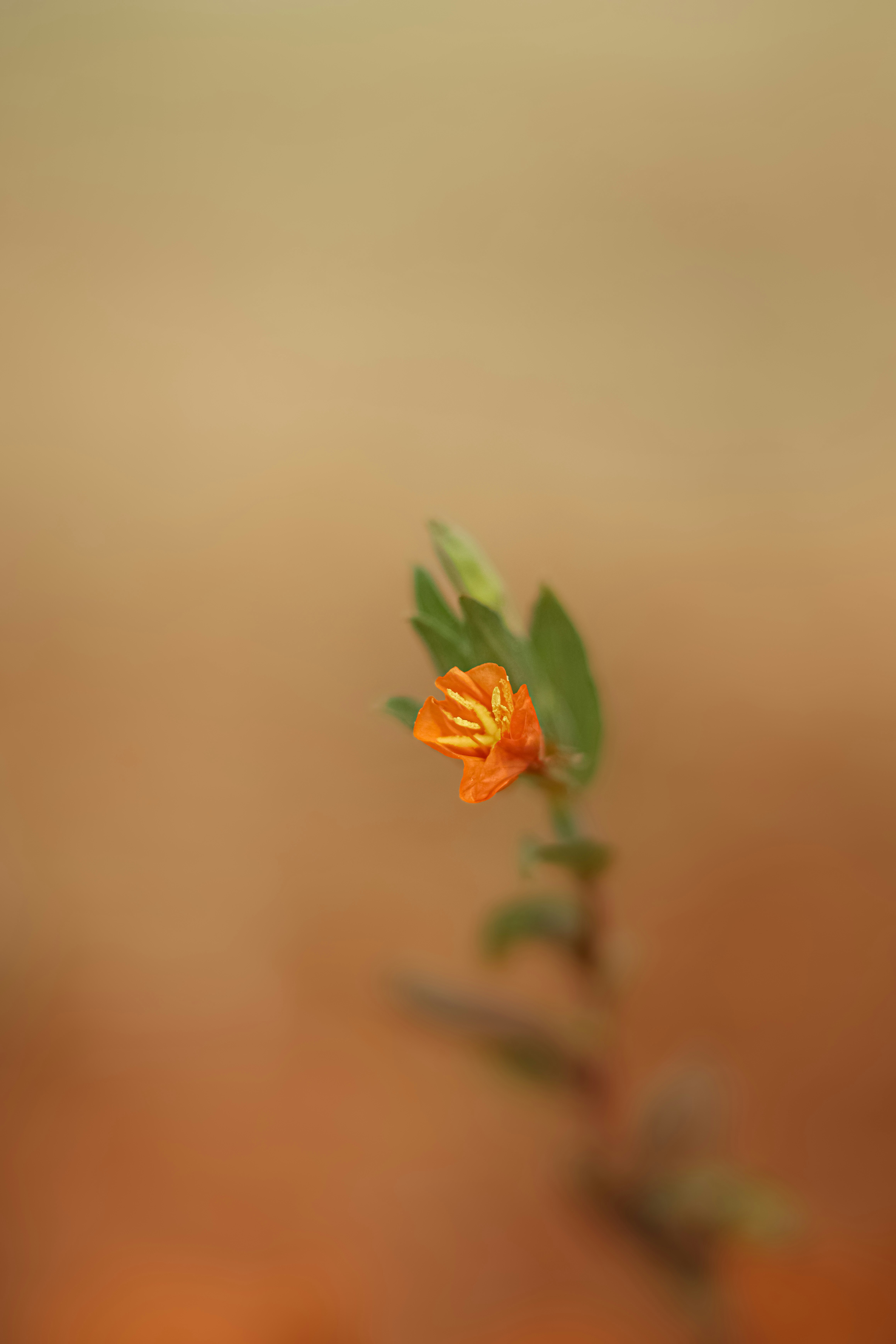 A small orange flower with green leaves photo – Free Flower Image on Unsplash