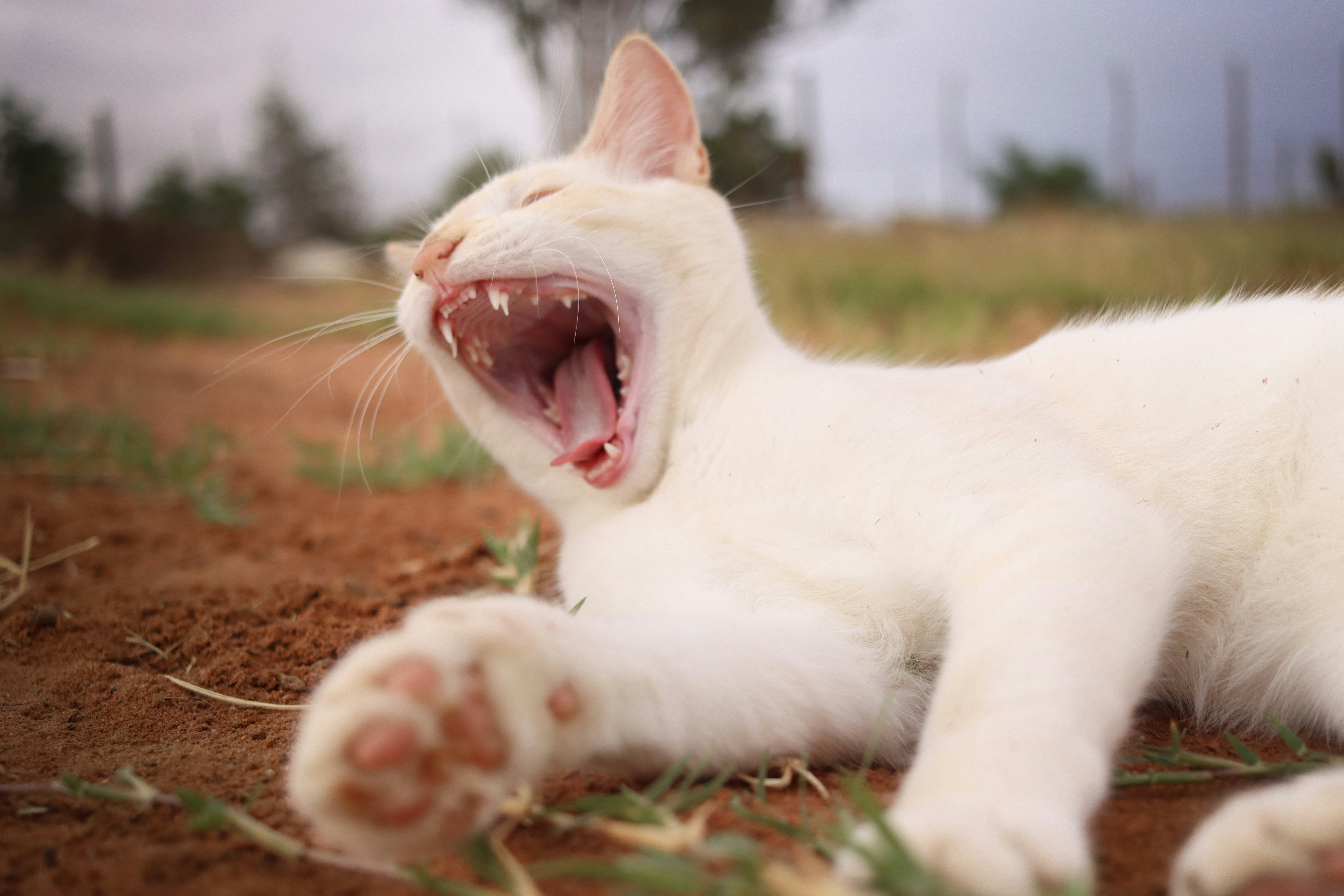 Yawning White Cat on Reddish Ground: A Quiet Moment with Gentle Bokeh