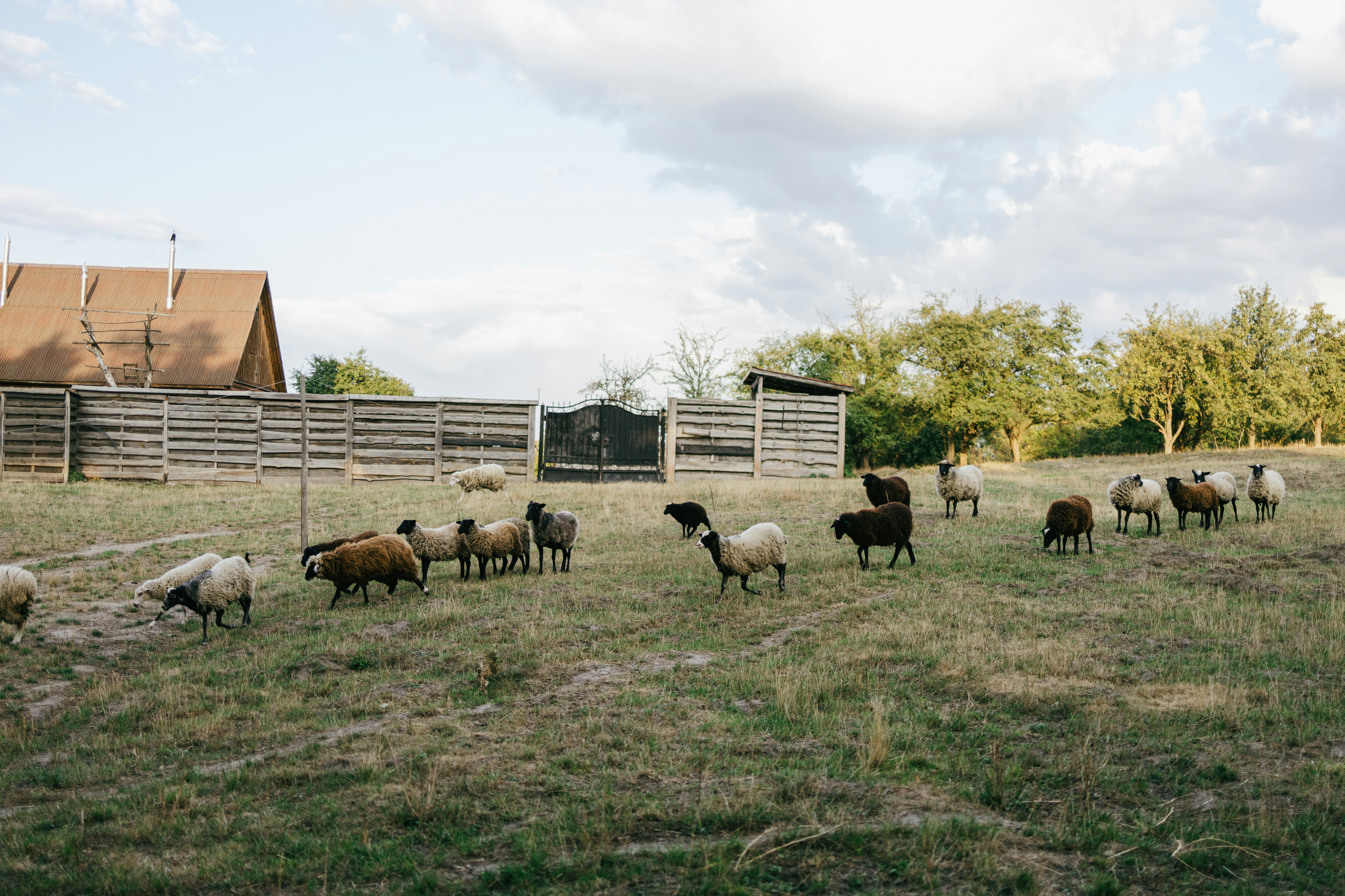 Pasture Parade: A Flock Trundling Across a Fenced Farm