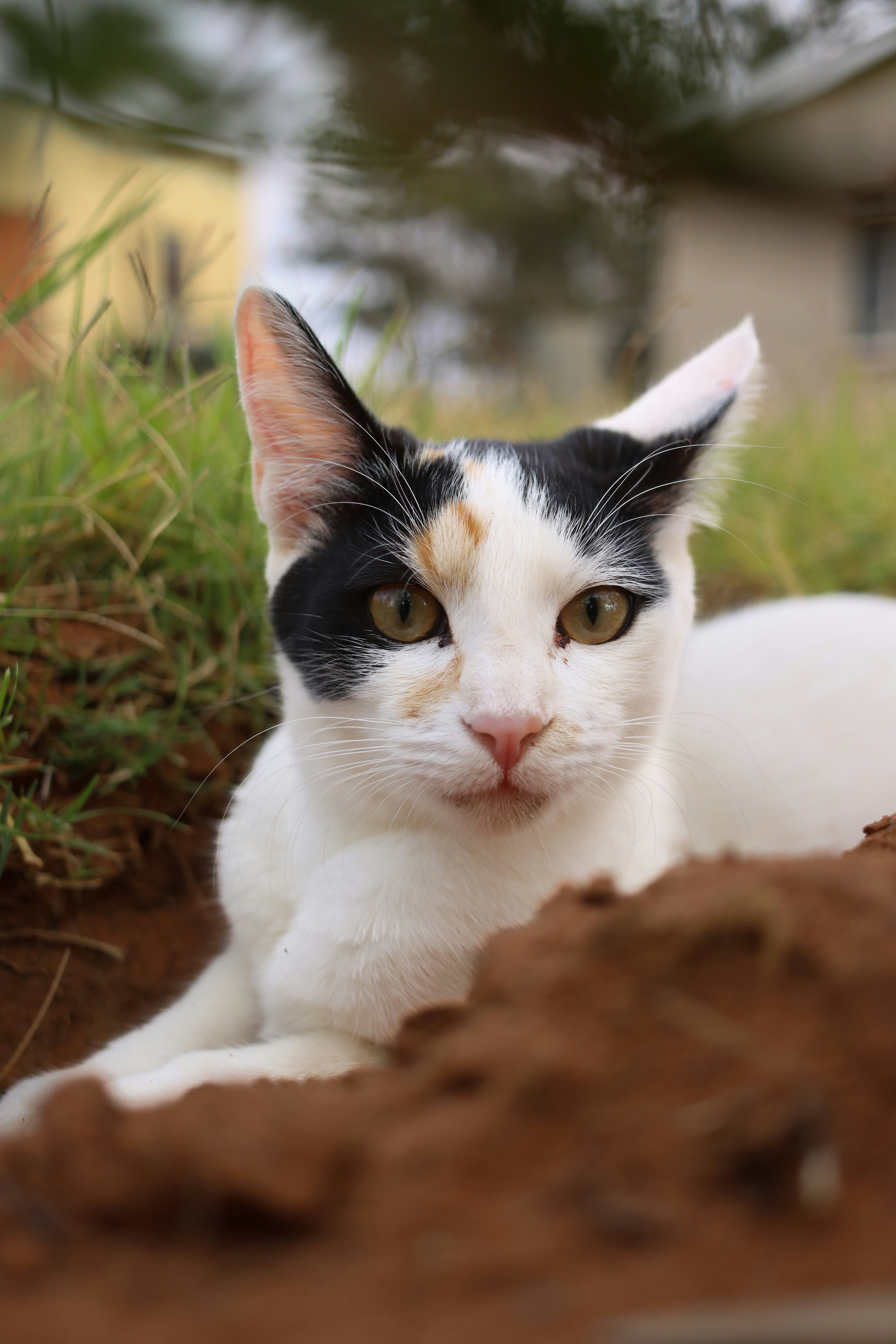 Calico Gaze: a Curious Cat Beneath Gentle Garden Light