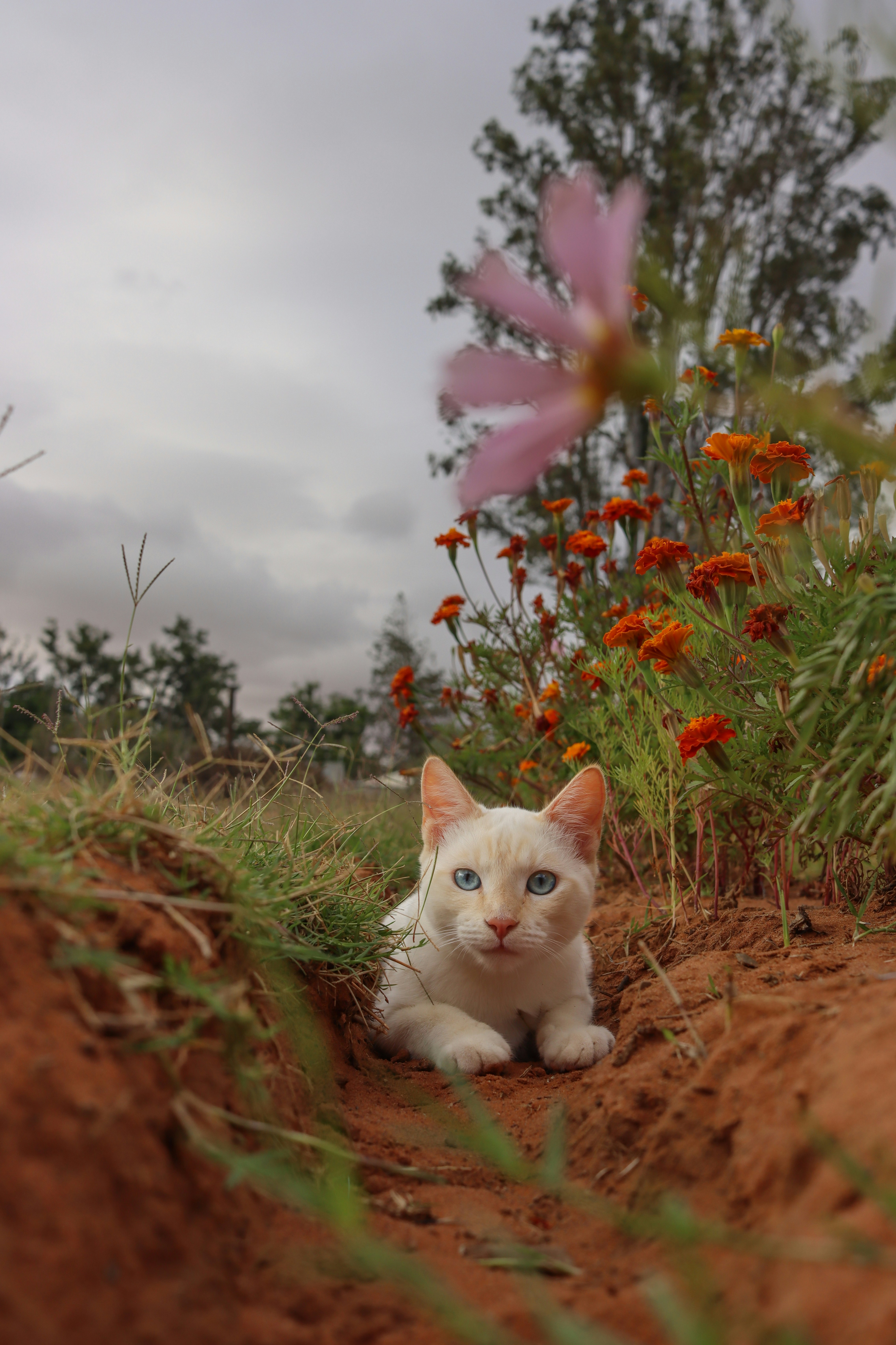 Blue-Eyed Kit Emerges From an Orange-Flower Border
