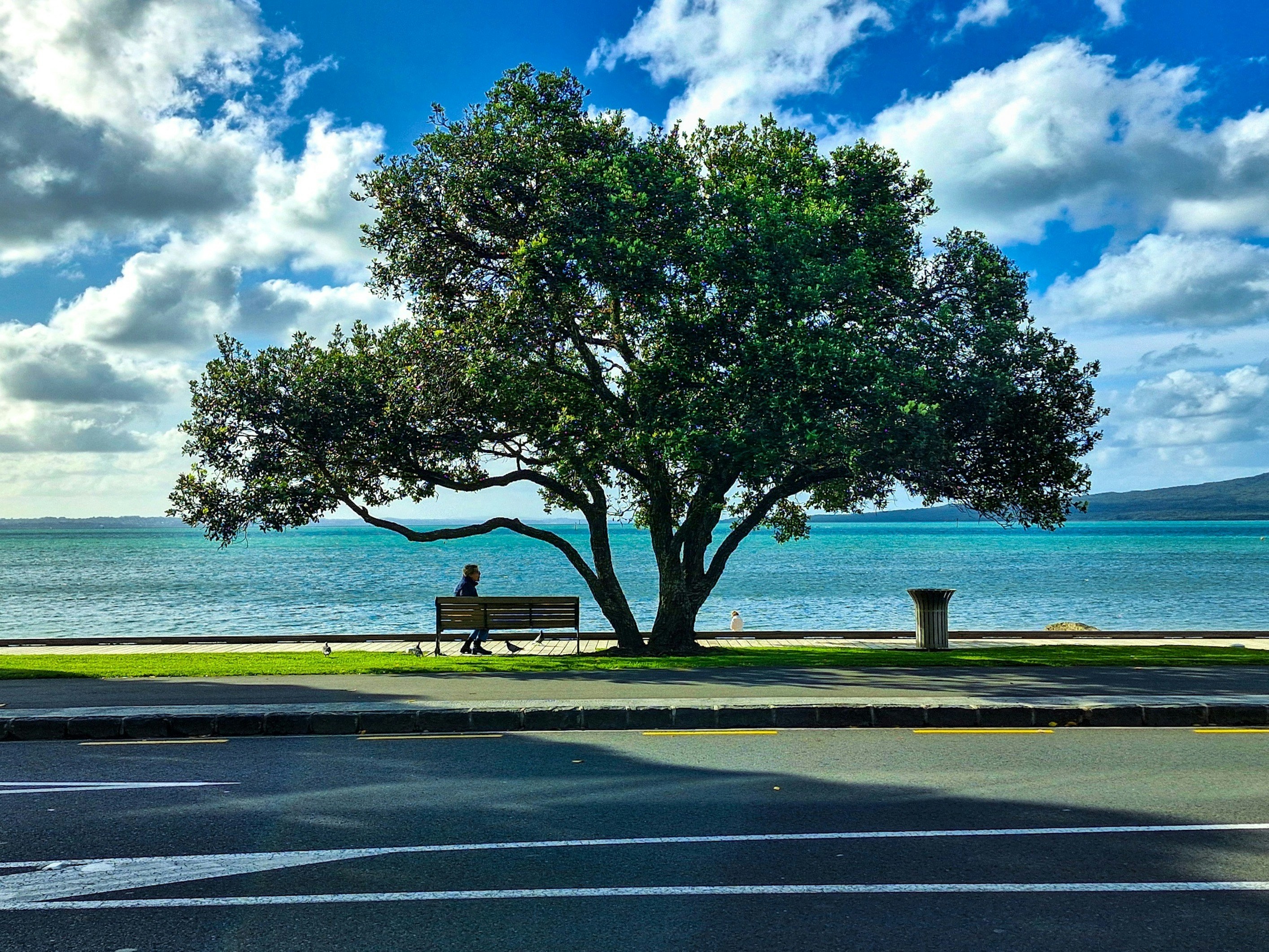 Coastal promenade scene with a prominent tree framing a bench, and calm blue sea beyond under a bright, partly cloudy sky.